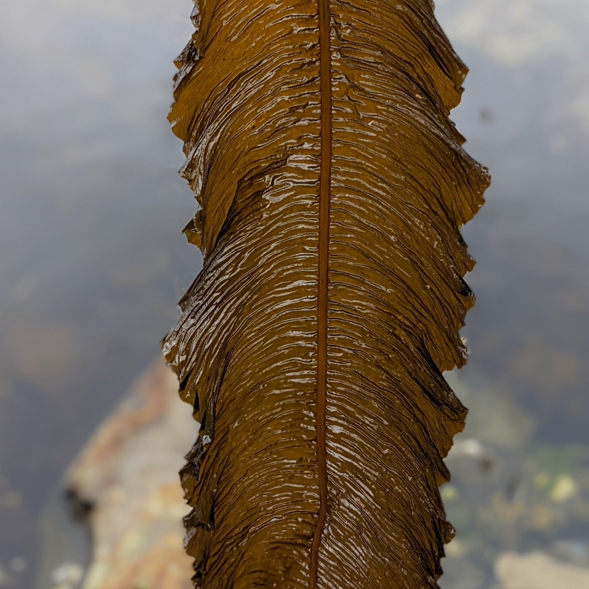 Alaria esculenta — Ocean Rainforest