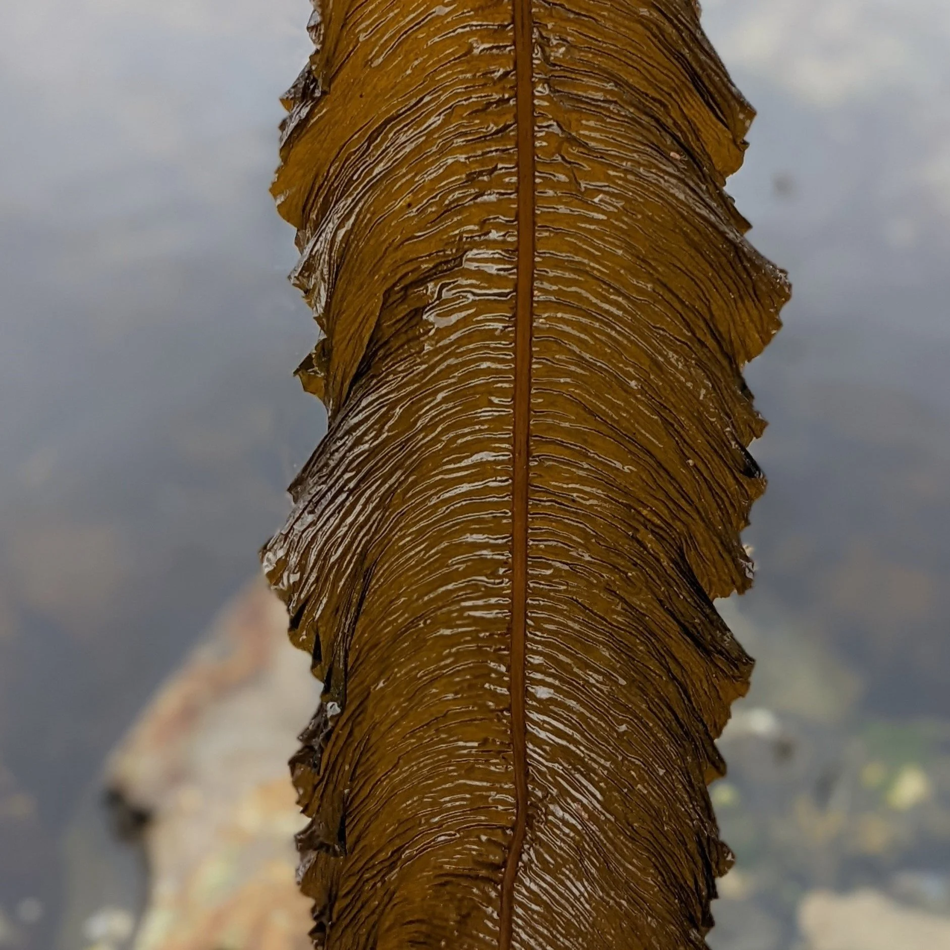 Alaria esculenta — Ocean Rainforest