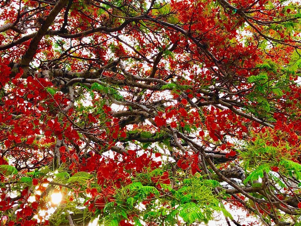 Pepe López Documents the Beauty of the Trees in Caracas, Venezuela ...
