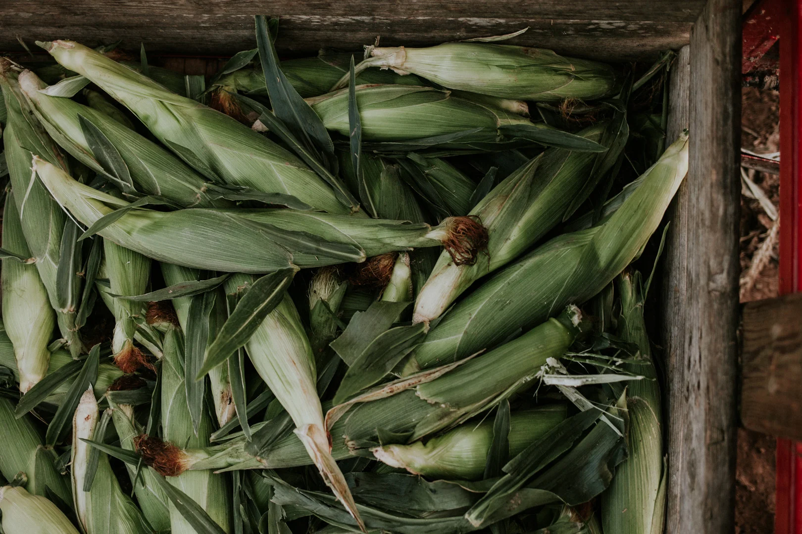 A Picturesque Sunset Evening With Joiner's Corn - The Fraser Valley