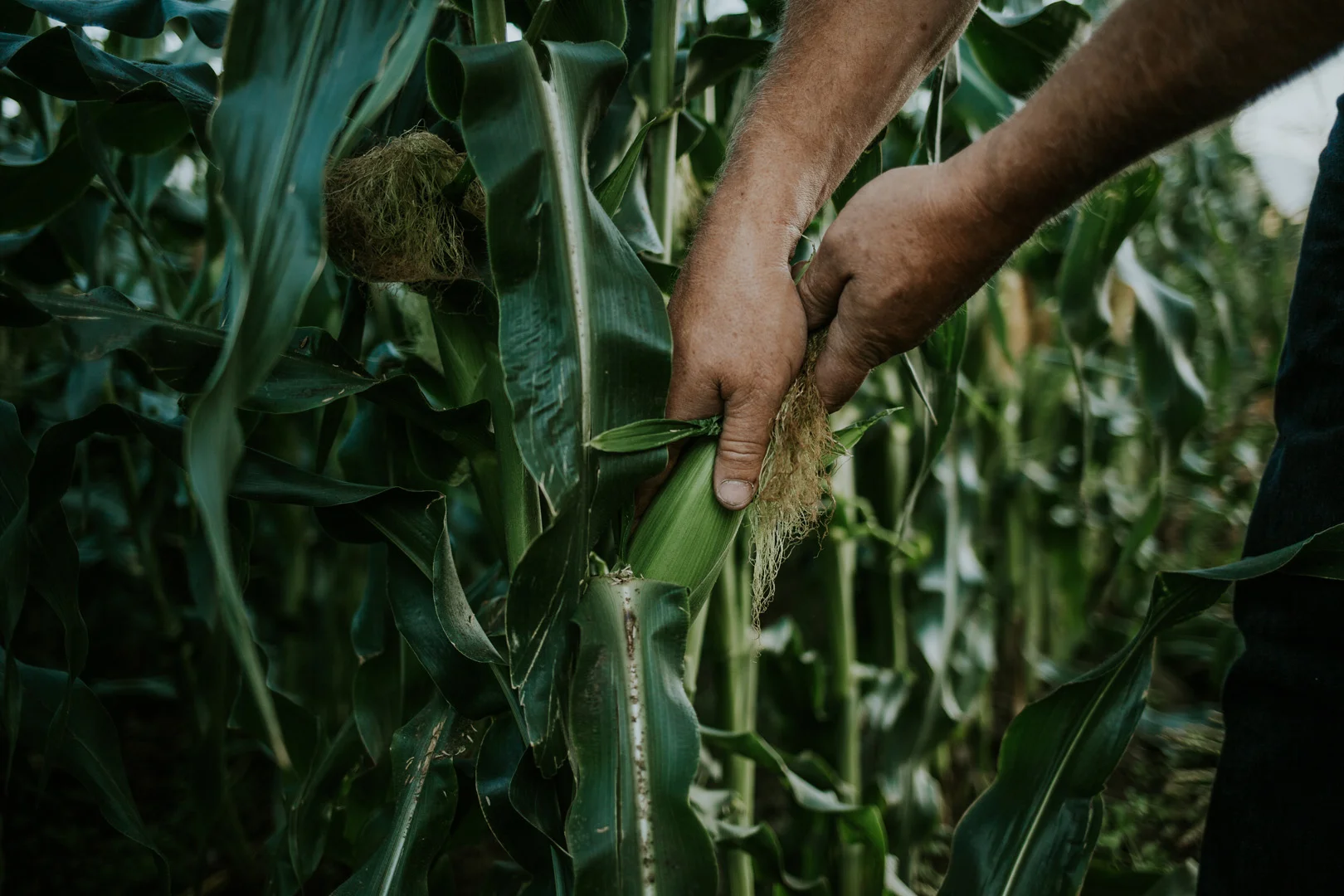 A Picturesque Sunset Evening With Joiner's Corn - The Fraser Valley