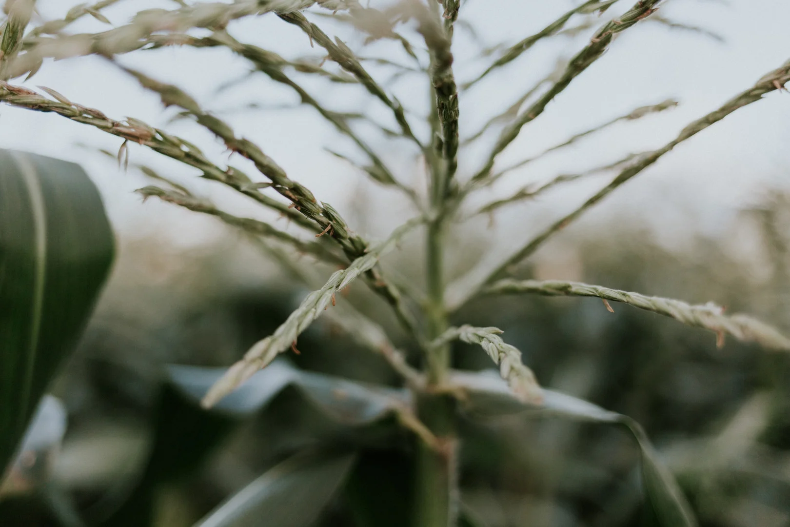 A Picturesque Sunset Evening With Joiner's Corn - The Fraser Valley