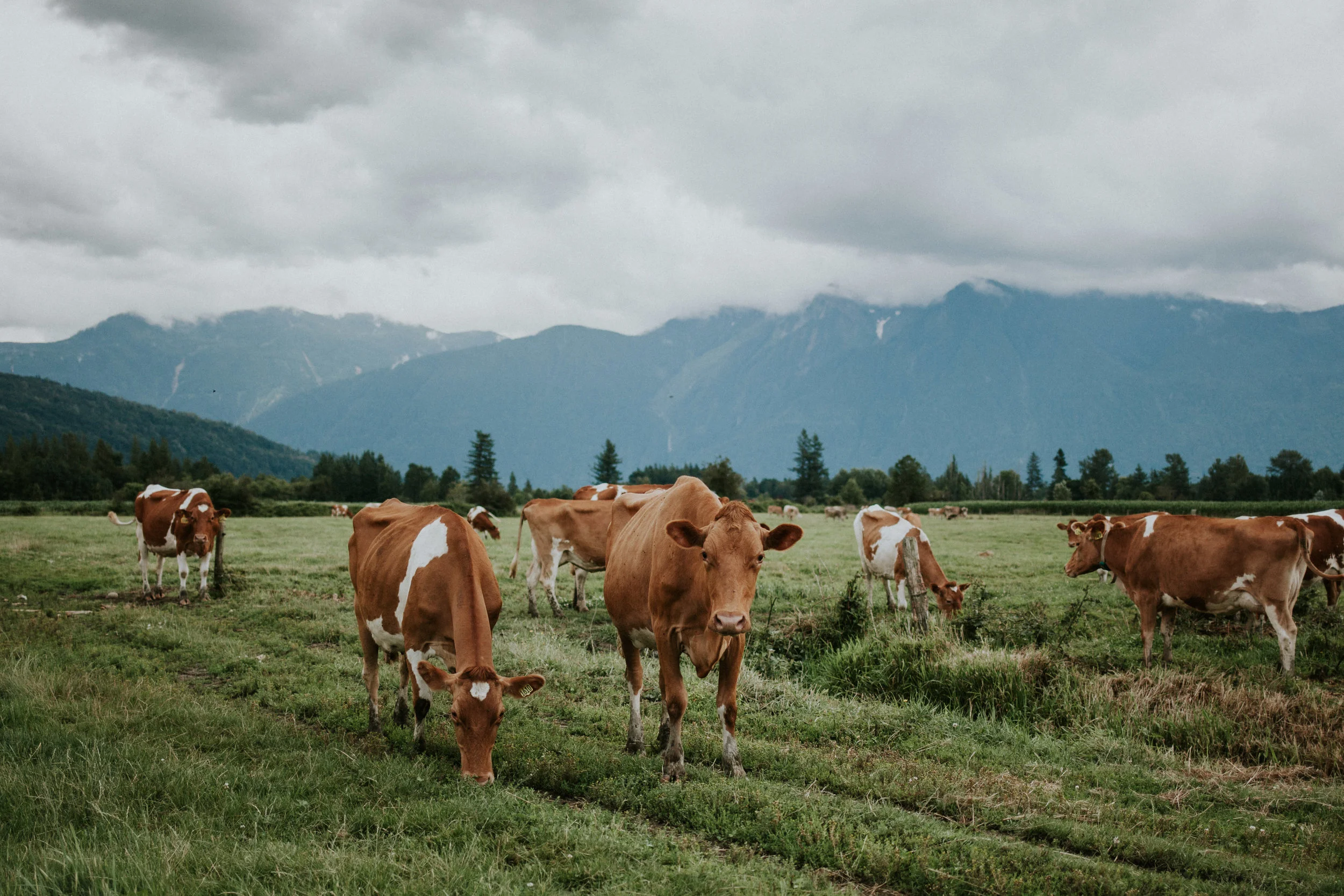 The Farm House Natural Cheeses - The Fraser Valley