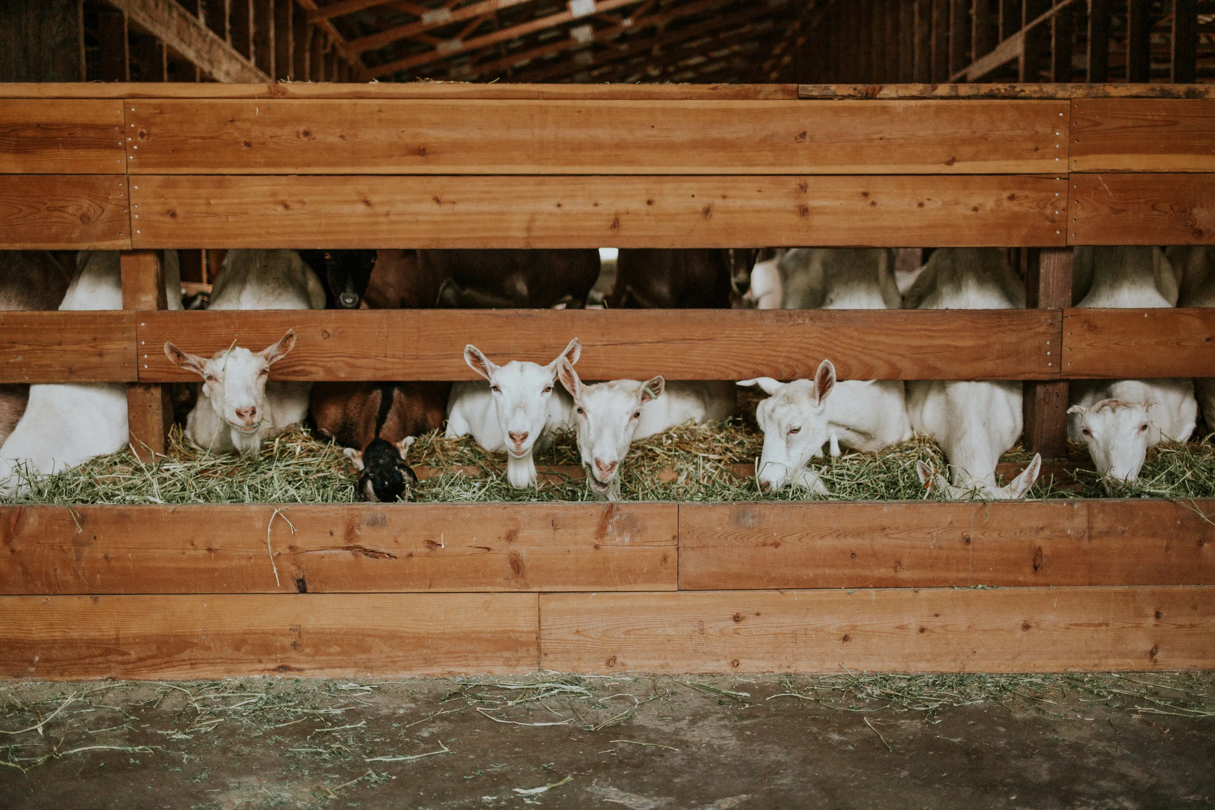 The Farm House Natural Cheeses - The Fraser Valley