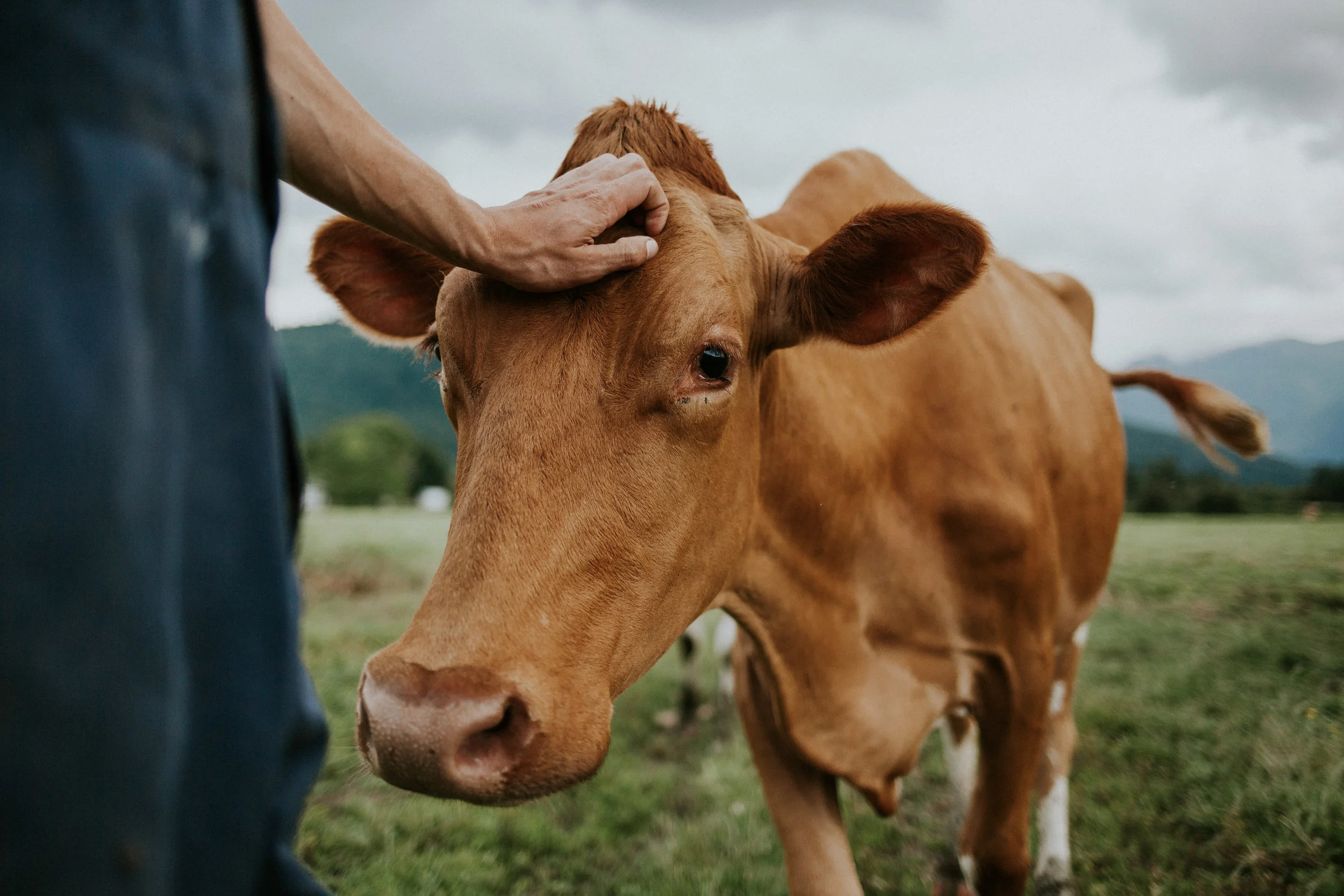 The Farm House Natural Cheeses - The Fraser Valley