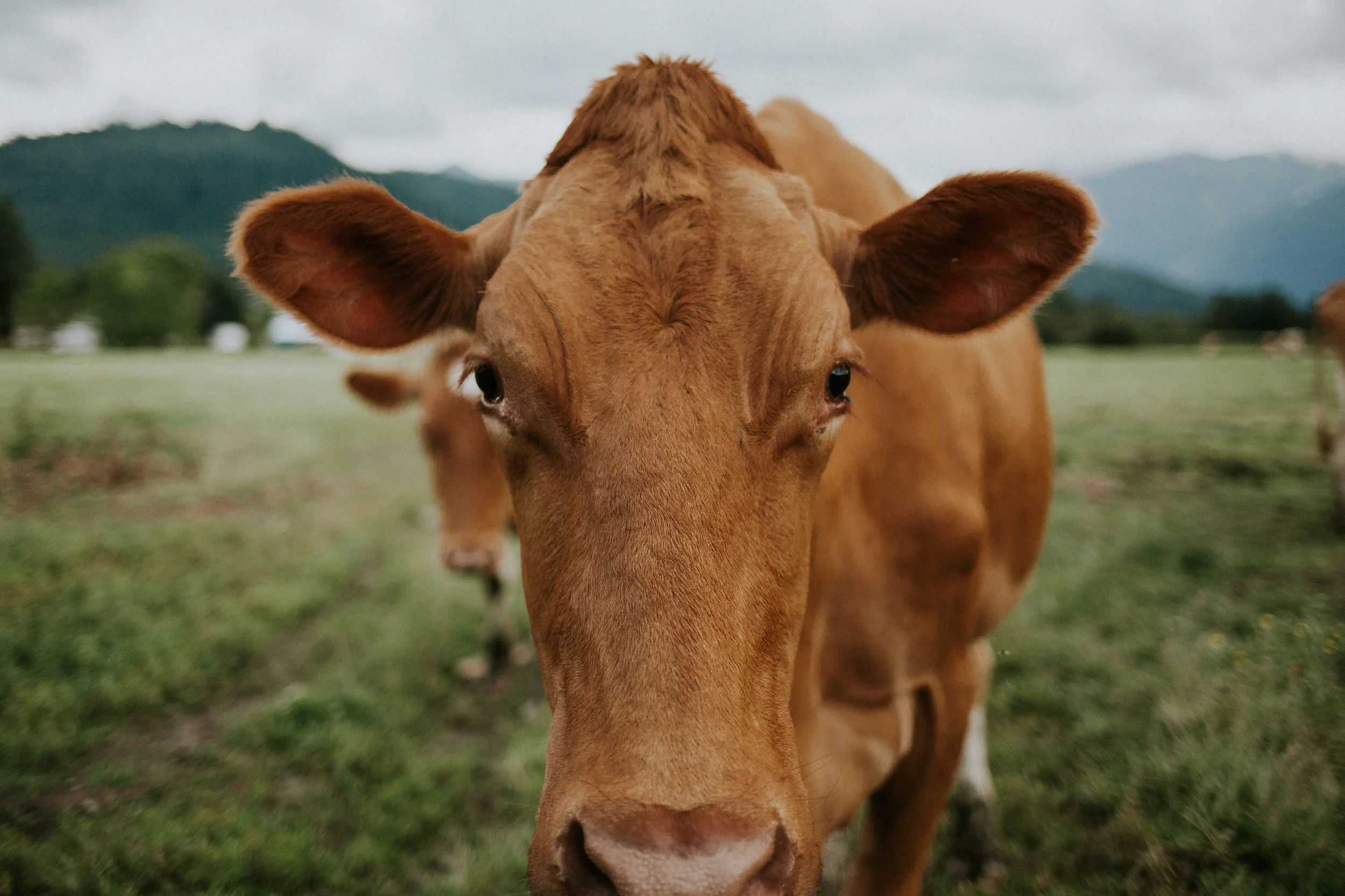 The Farm House Natural Cheeses - The Fraser Valley