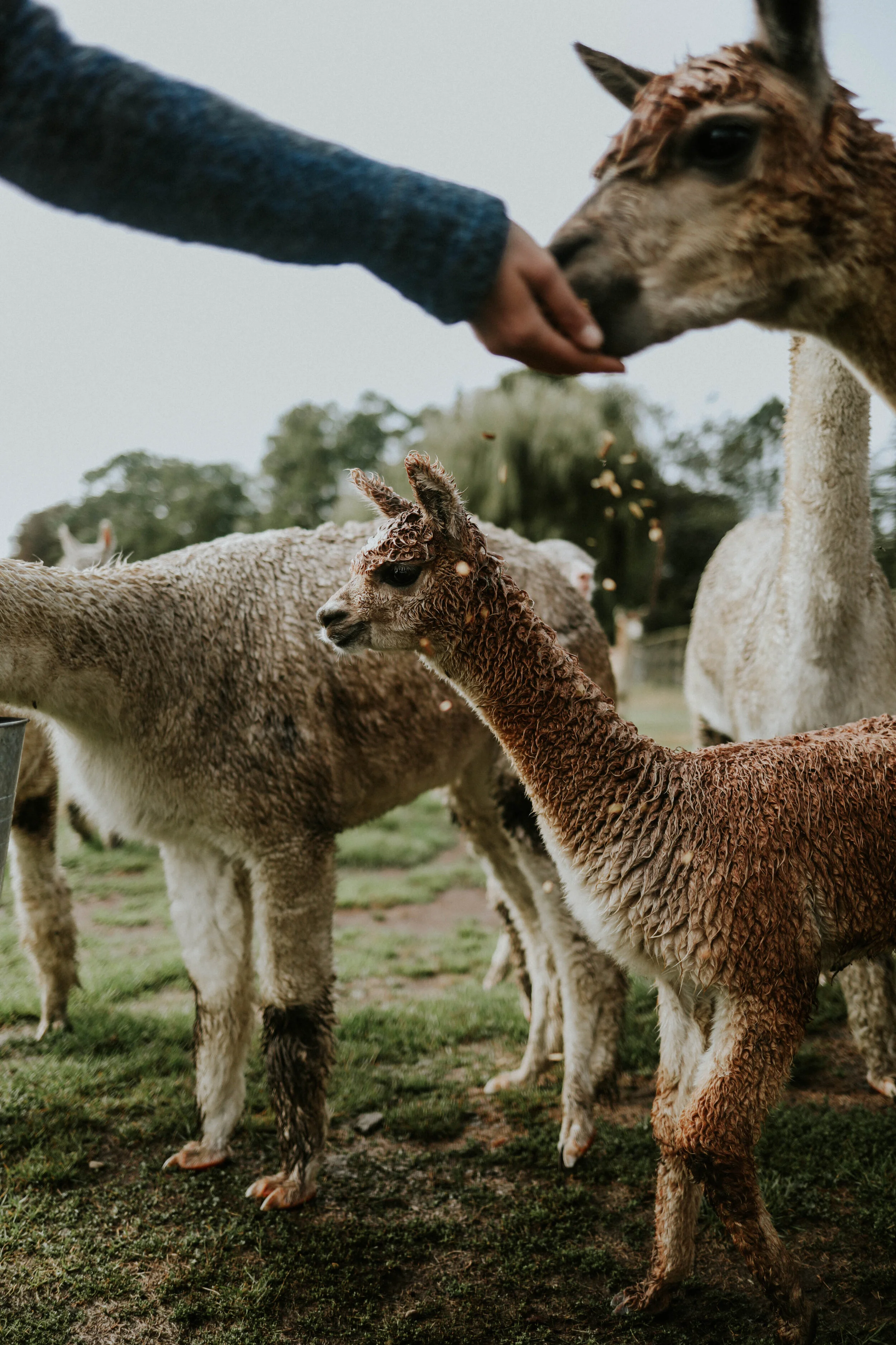 Kensington Prairie Farm - The Fraser Valley