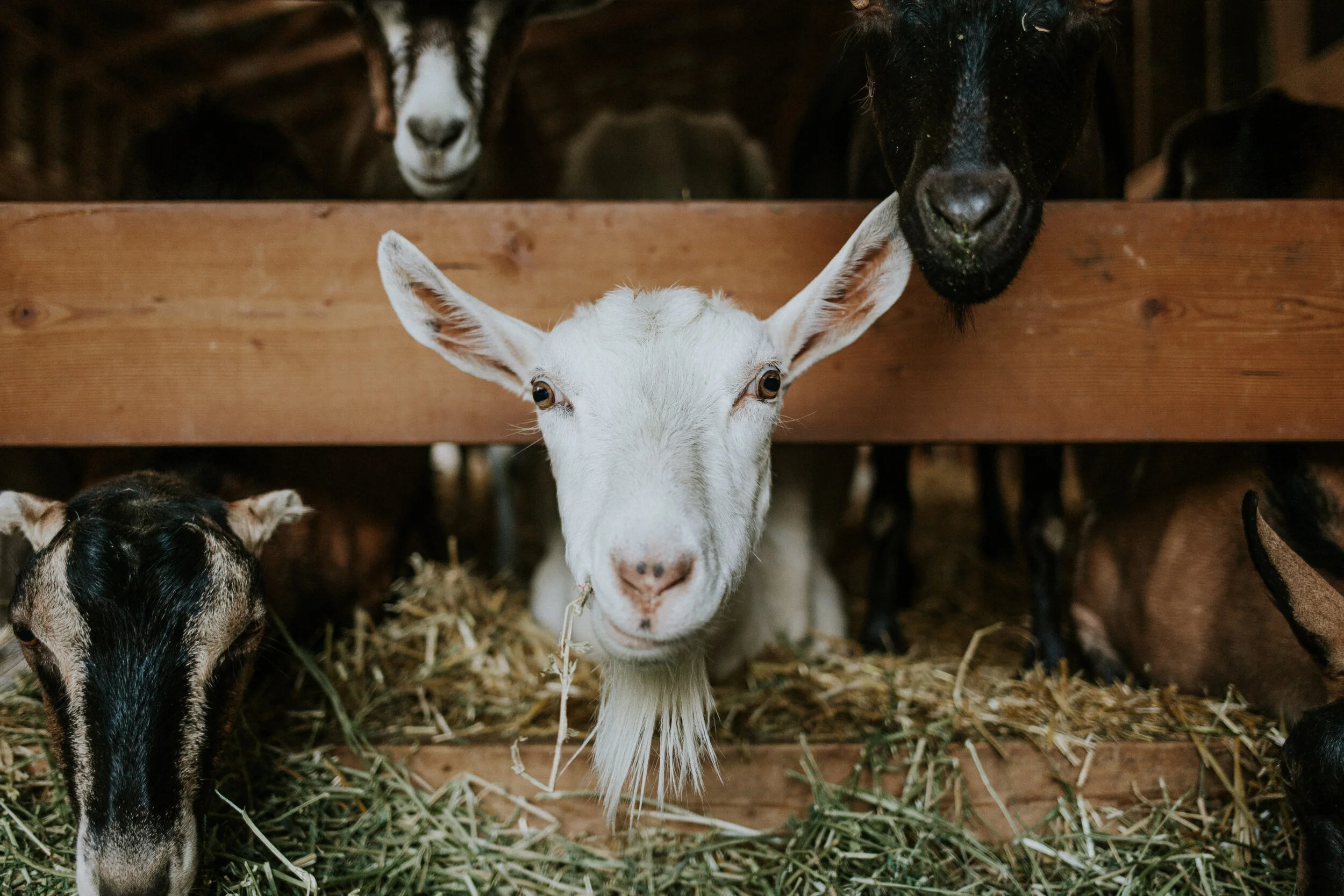 From Pasture to Plate - Explore the Circle Farm Tour - The Fraser Valley