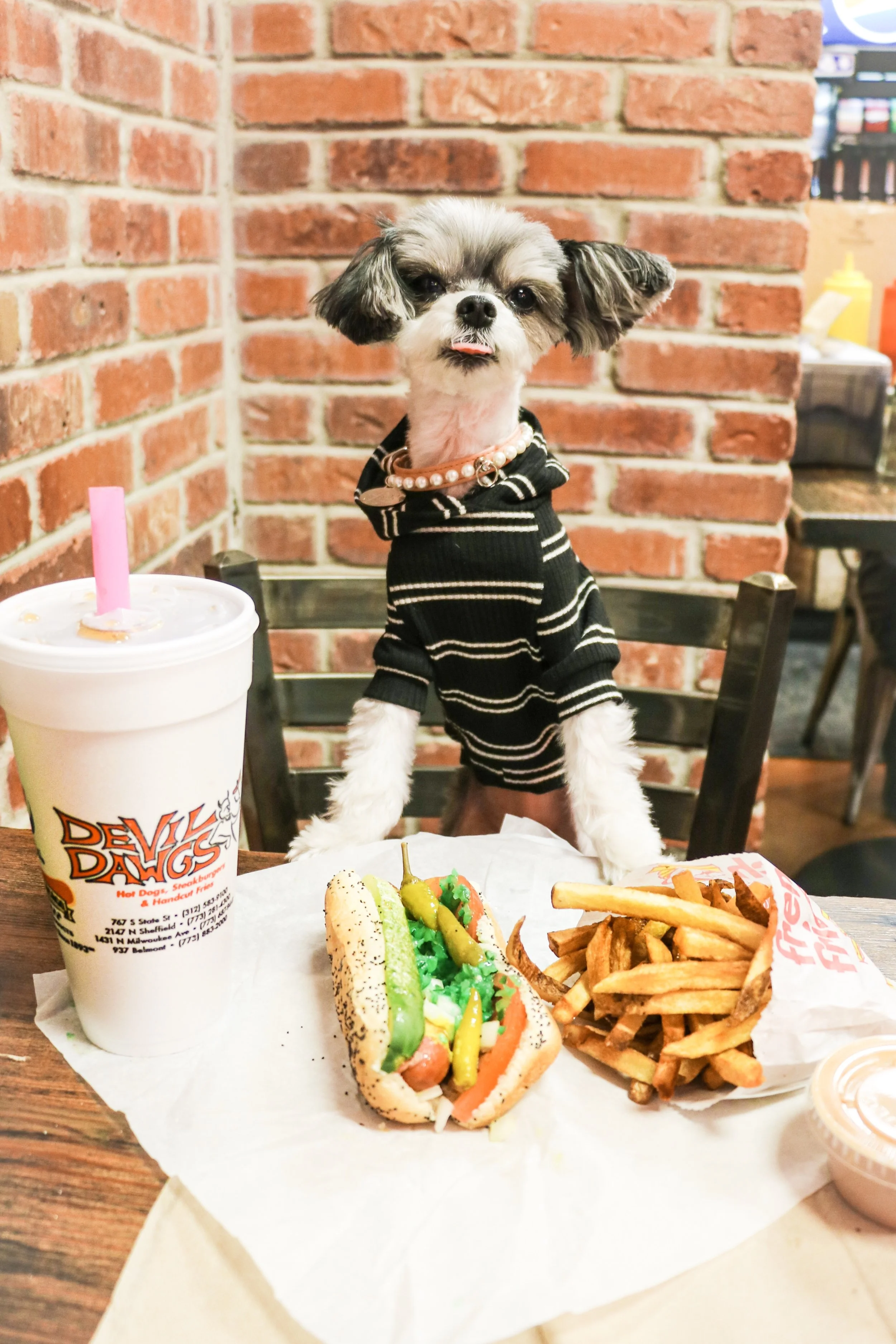 #TRAVELINGTINK x STAY PINEAPPLE - Chicago, IL — Tinkerbelle The Dog®