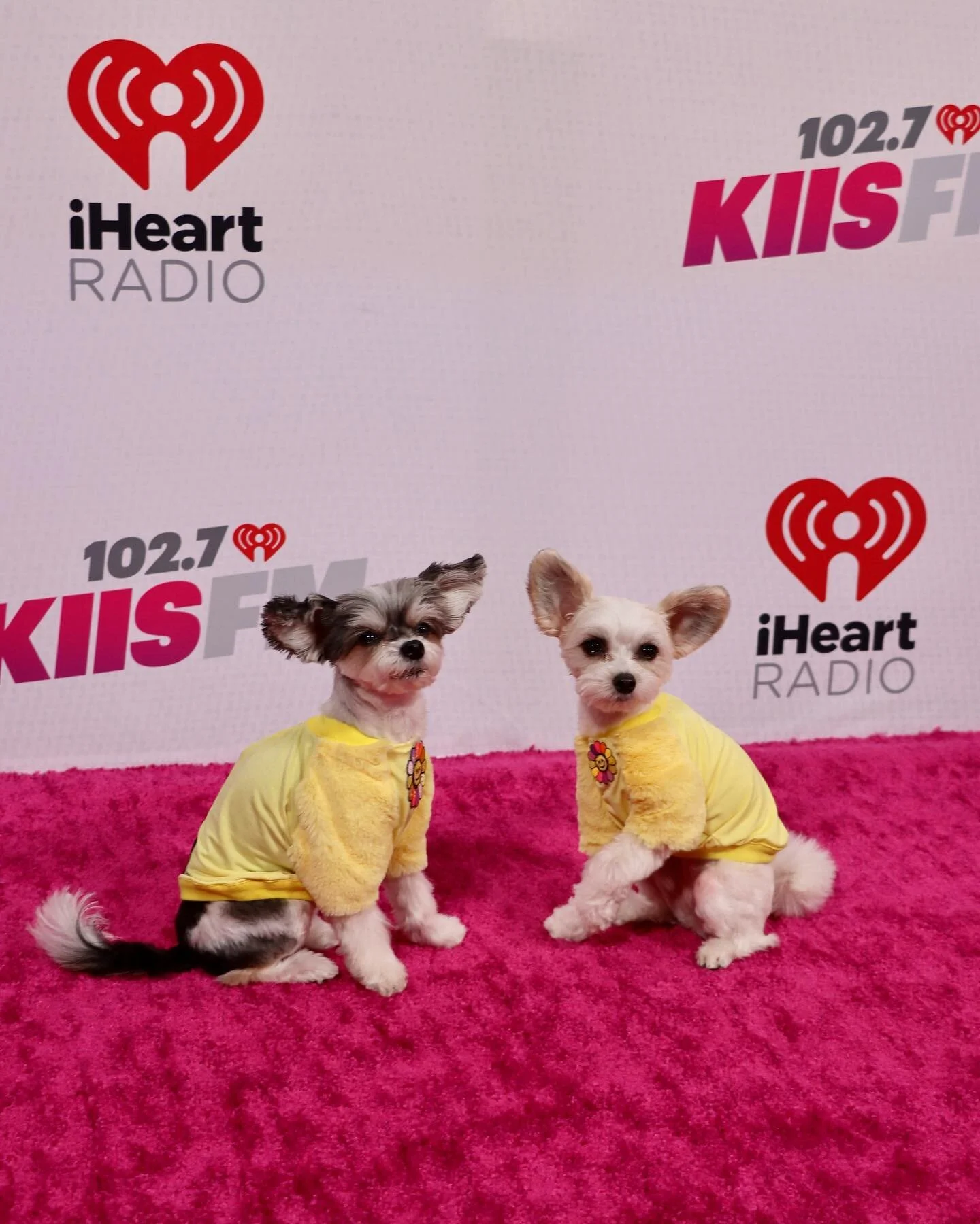 Tinkerbelle The Dog®