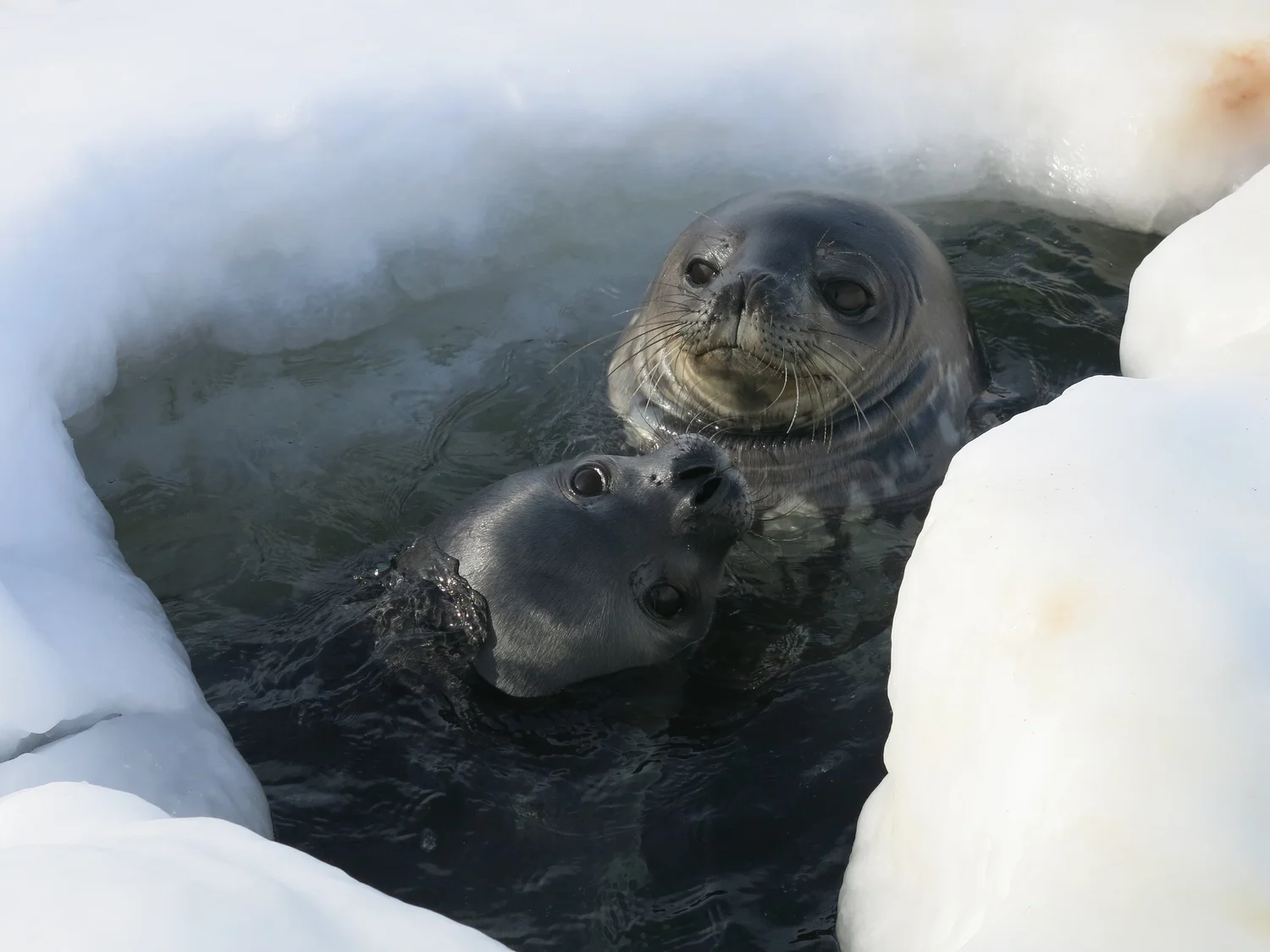 Weddell Seals — VIP Lab