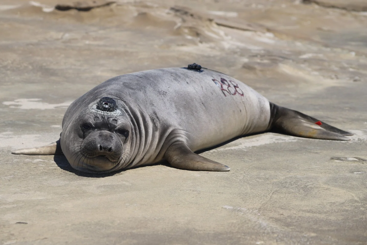 Satellite Tags — VIP Lab