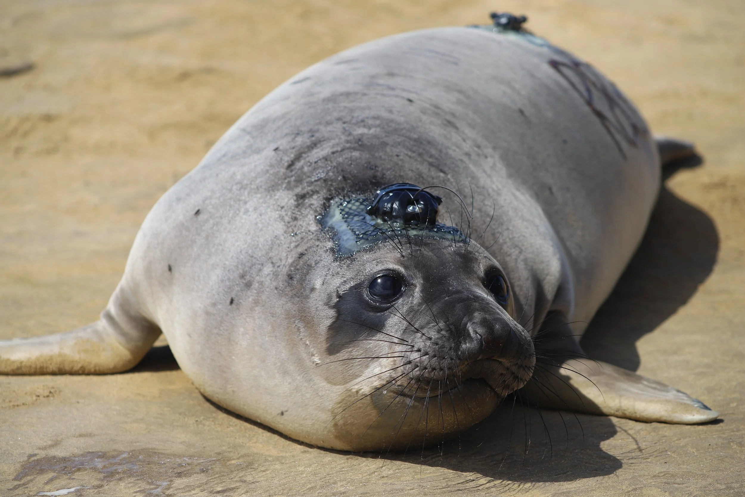 Satellite Tags 2023 — VIP Lab