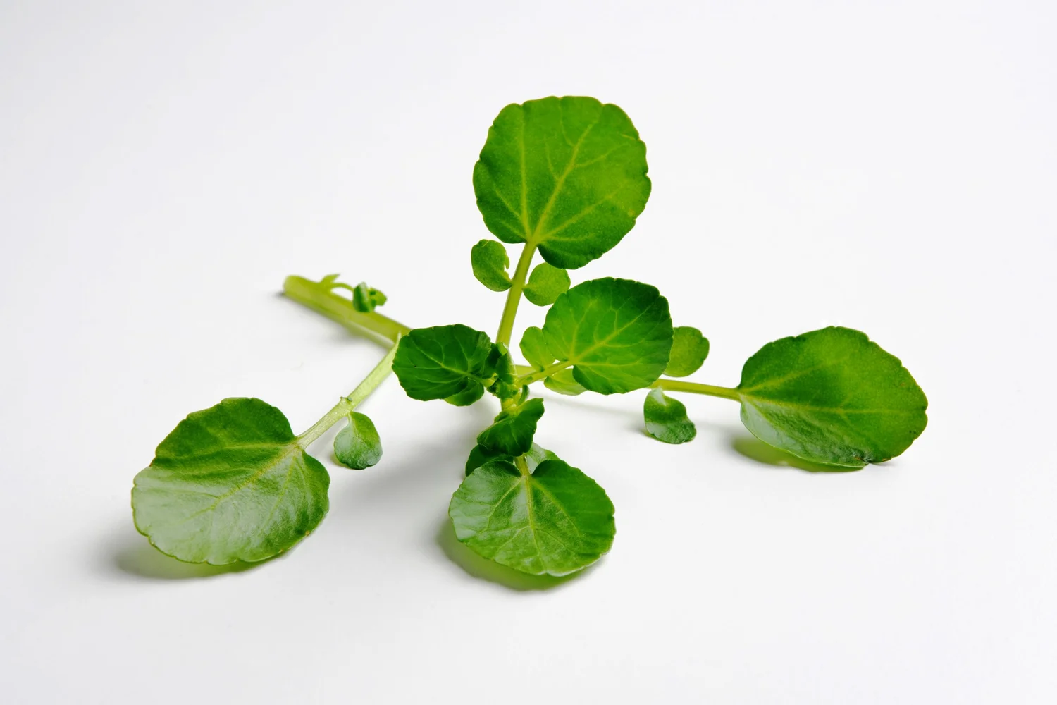 Traditional Speciality Guarantee — The Watercress Company
