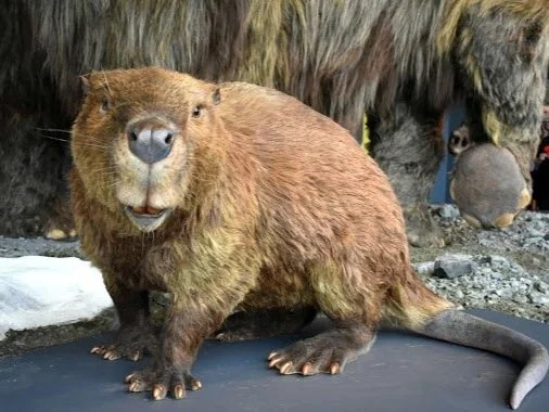 Beaver Facts and Myths — Mill Creek Alliance