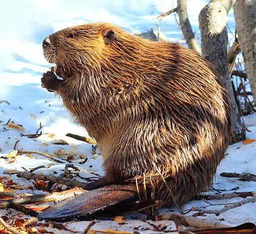 Beaver Facts and Myths — Mill Creek Alliance