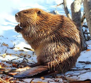 Beaver Facts and Myths — Mill Creek Alliance