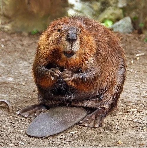 Beaver Facts and Myths — Mill Creek Alliance