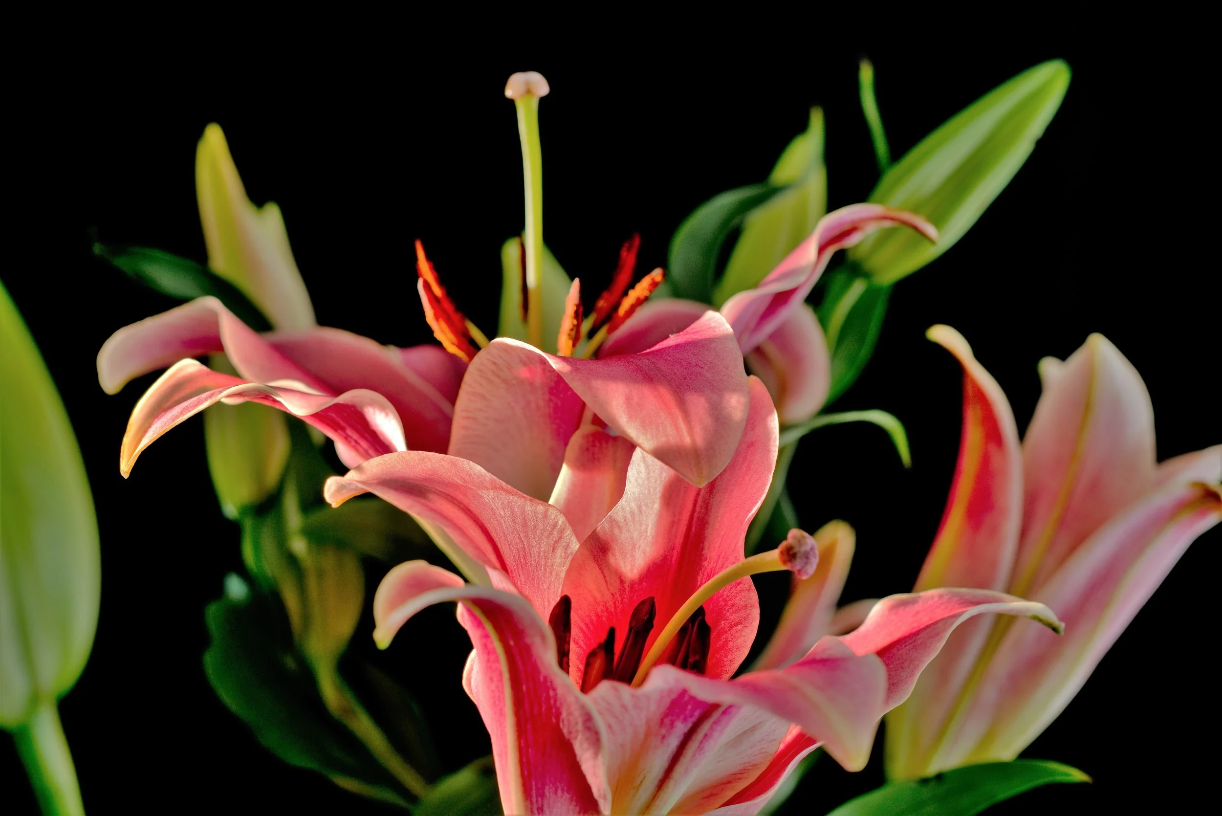 The Virginian — Fairfax Art League