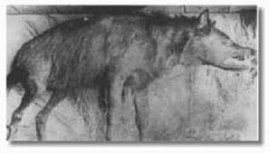 The Ouija Broads Guide to Northwestern Cryptids and Critters — The ...