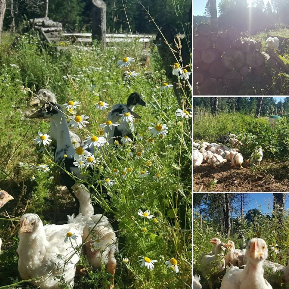 Shop — Abbott Family Farm