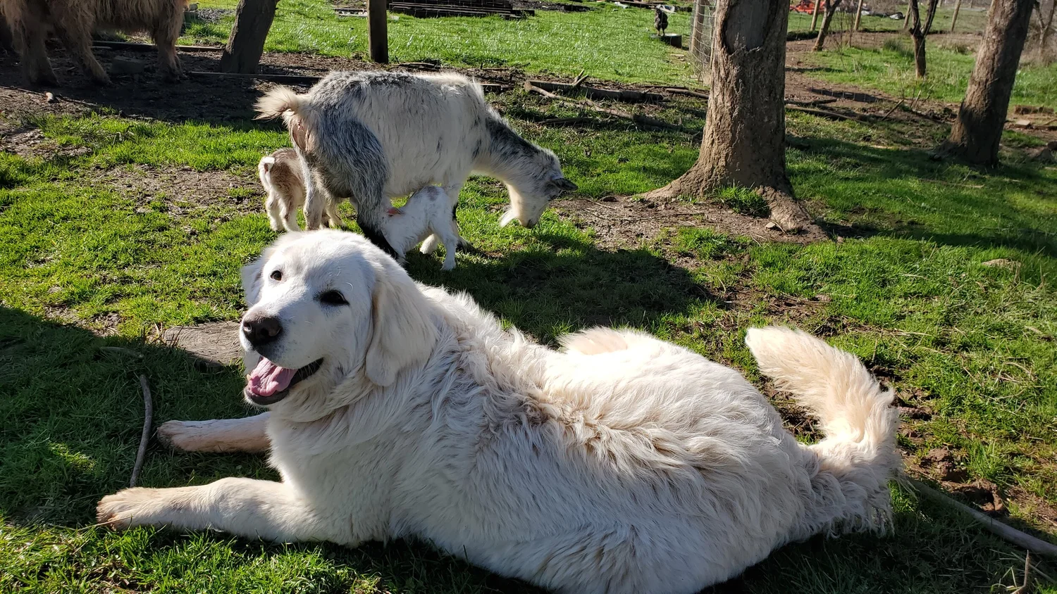Are Polish Tatra Sheepdog Good With Kids