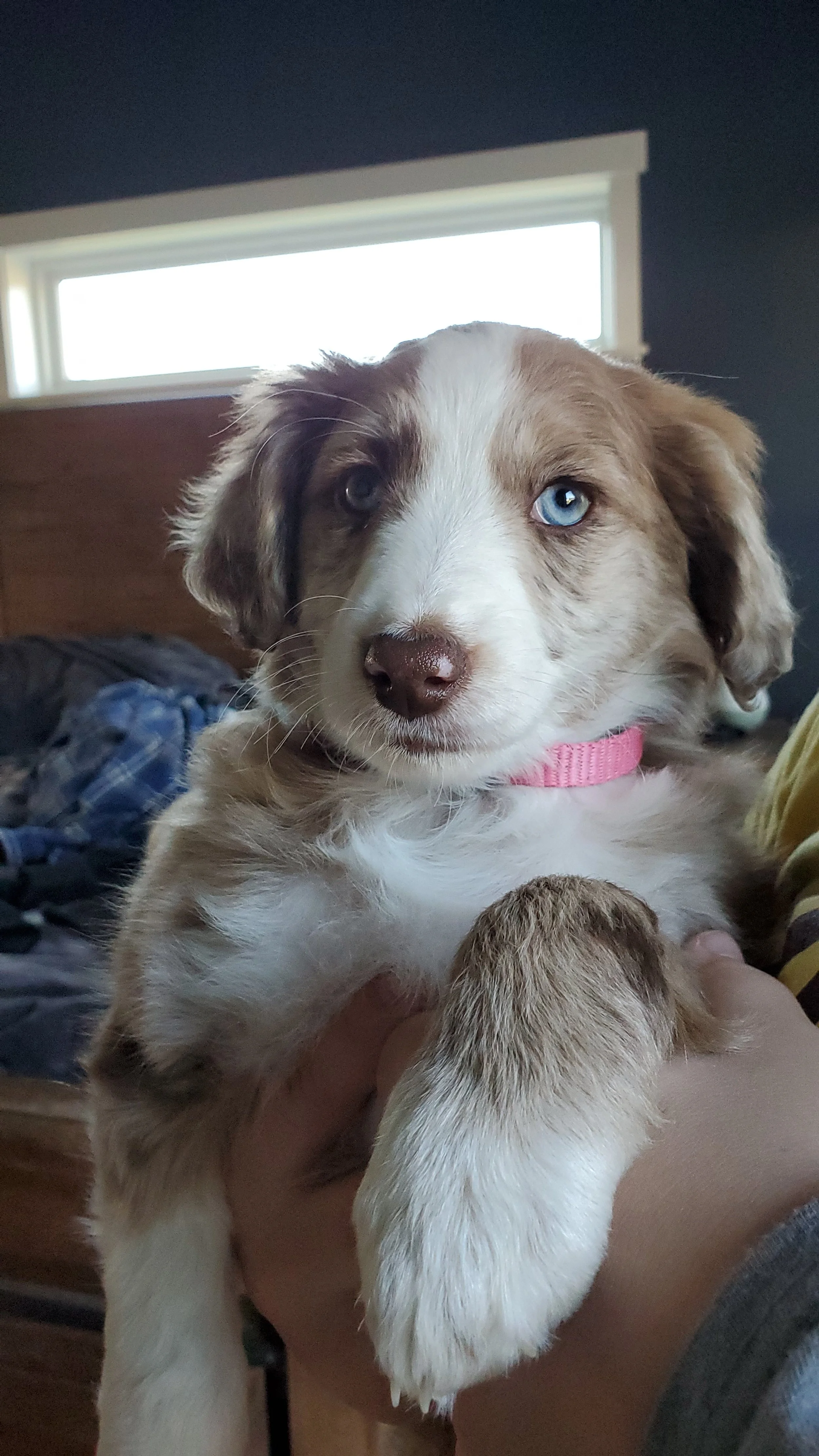 Aussiedoodle Full Grown Merle