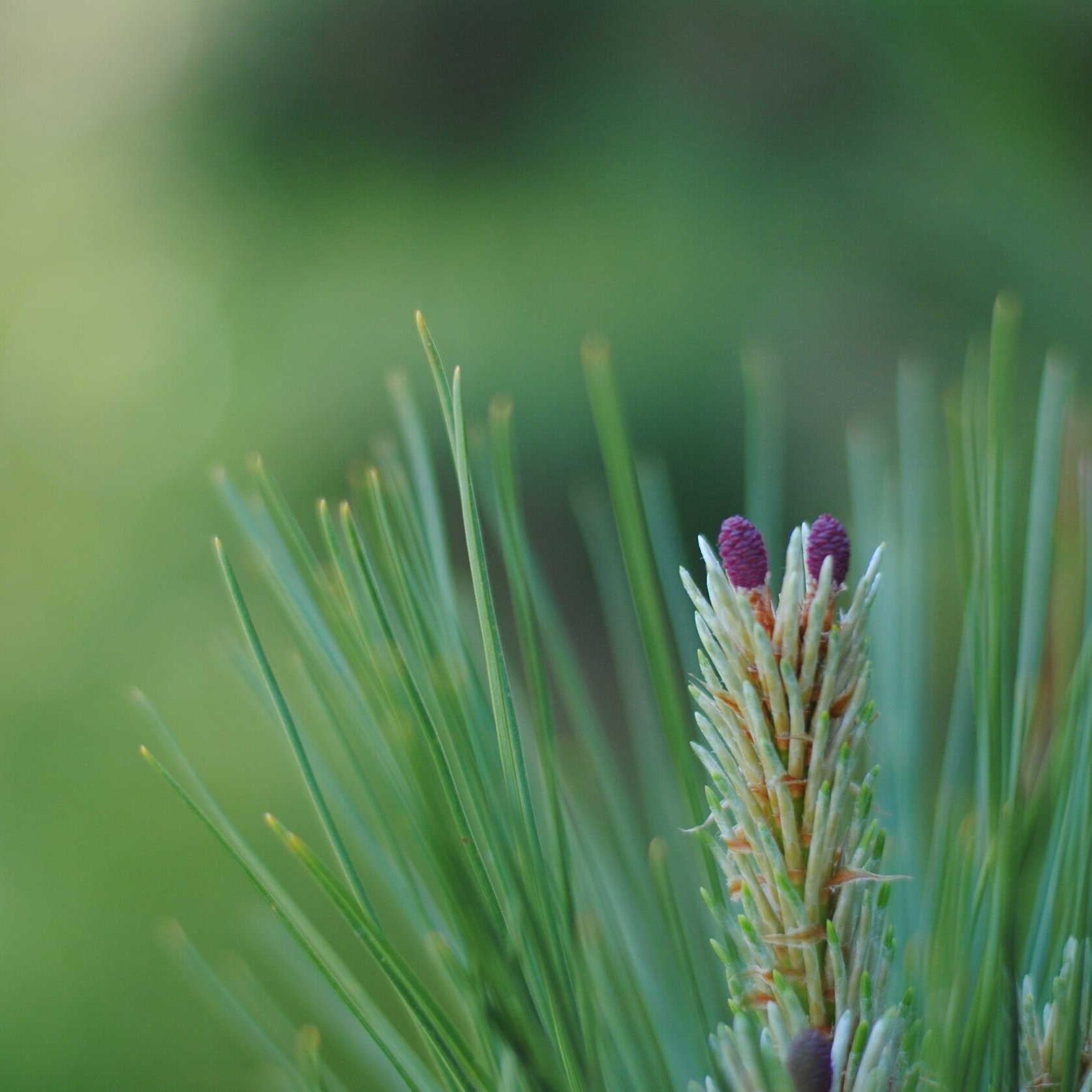 Pine — Plant Magick