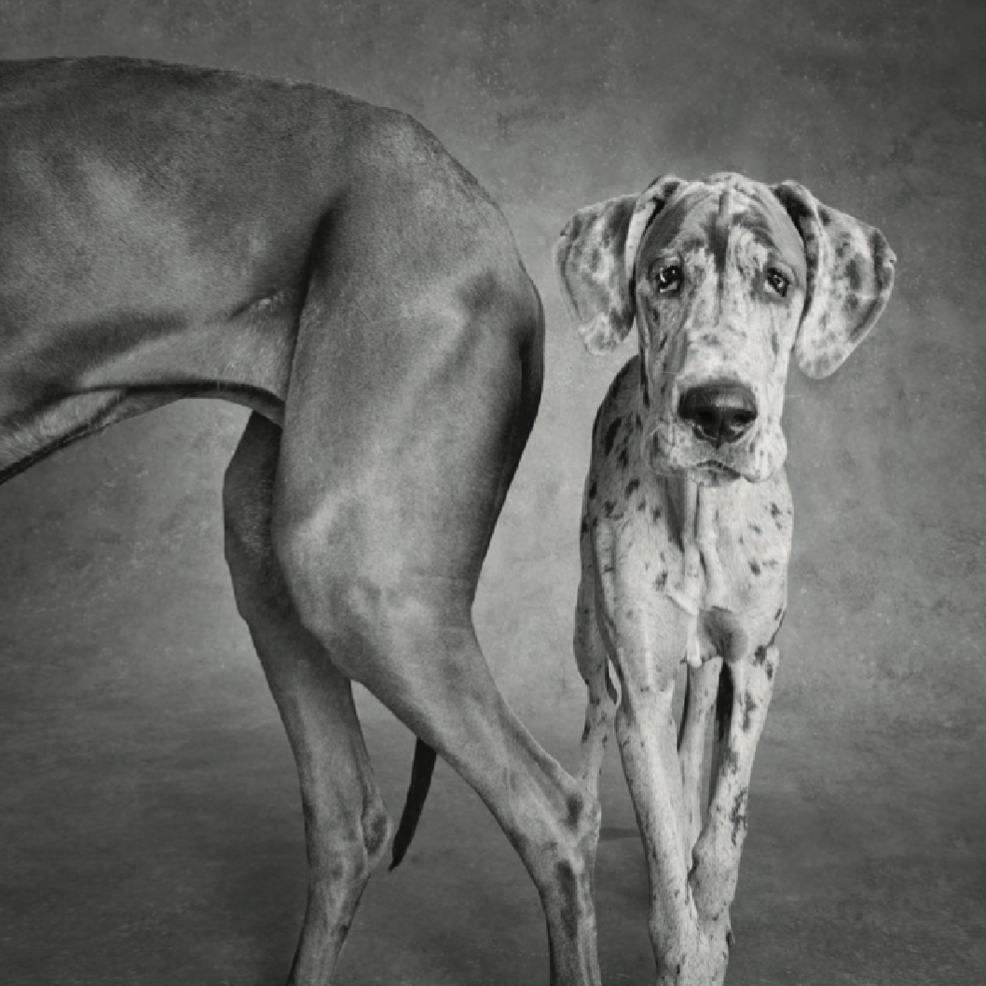 David Sutton Studios