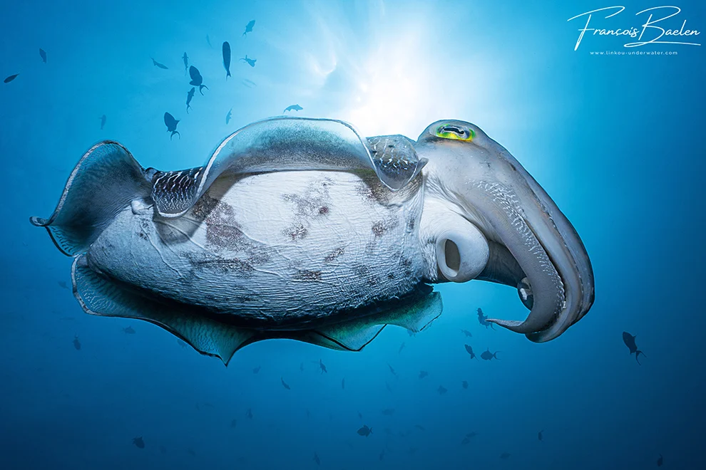 Linkou Underwater: François Baelen - Marine Photography