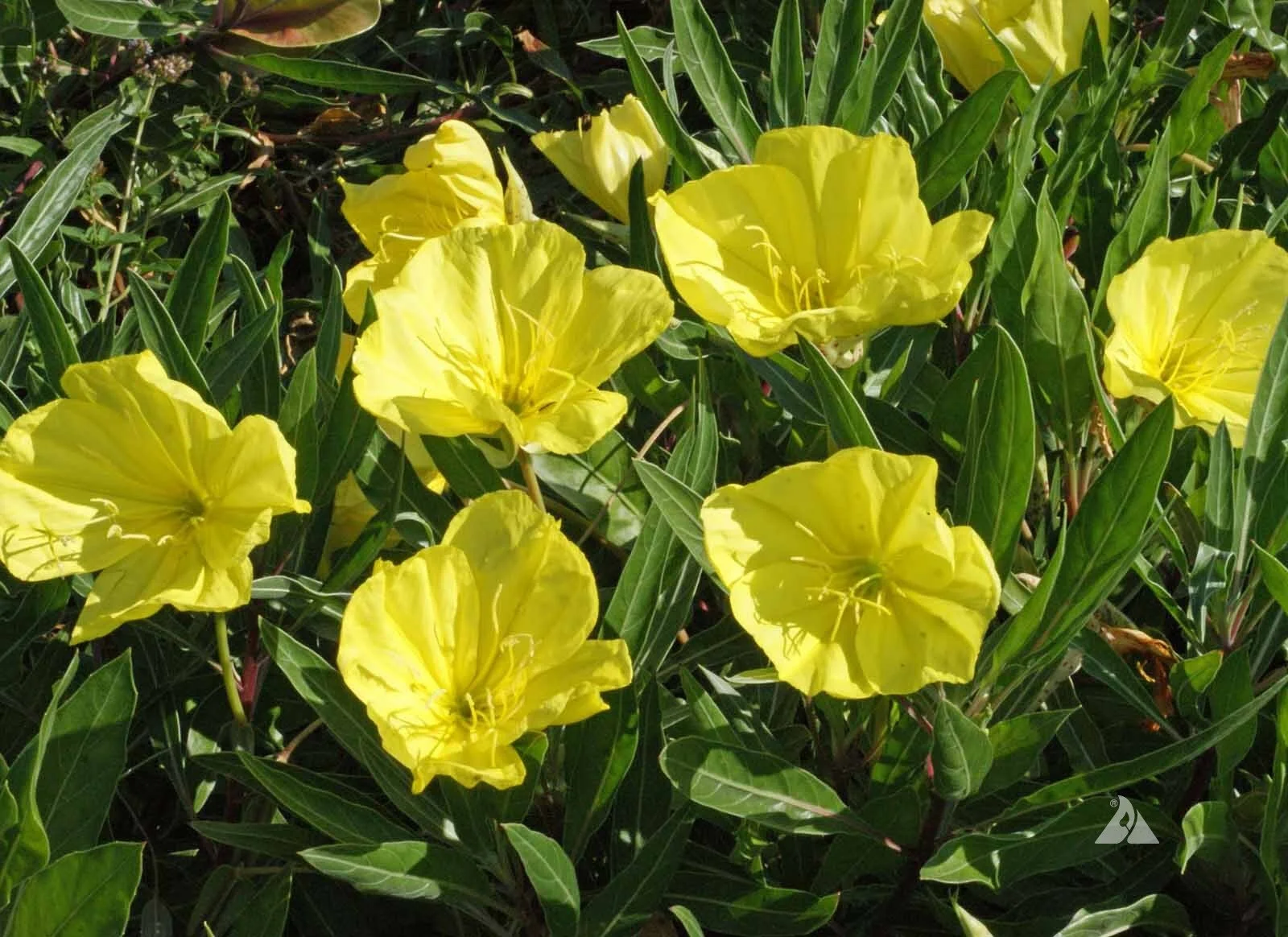 Evening Primrose Leaves