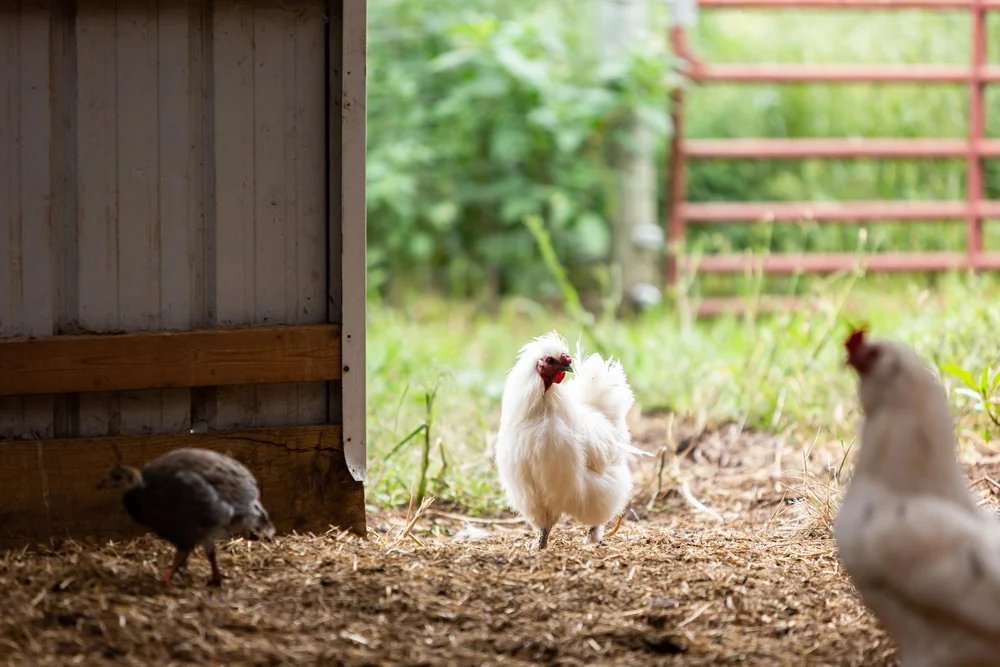Zingerman’s Cornman Farms: Four Courses in the Chef’s Garden — Lonny