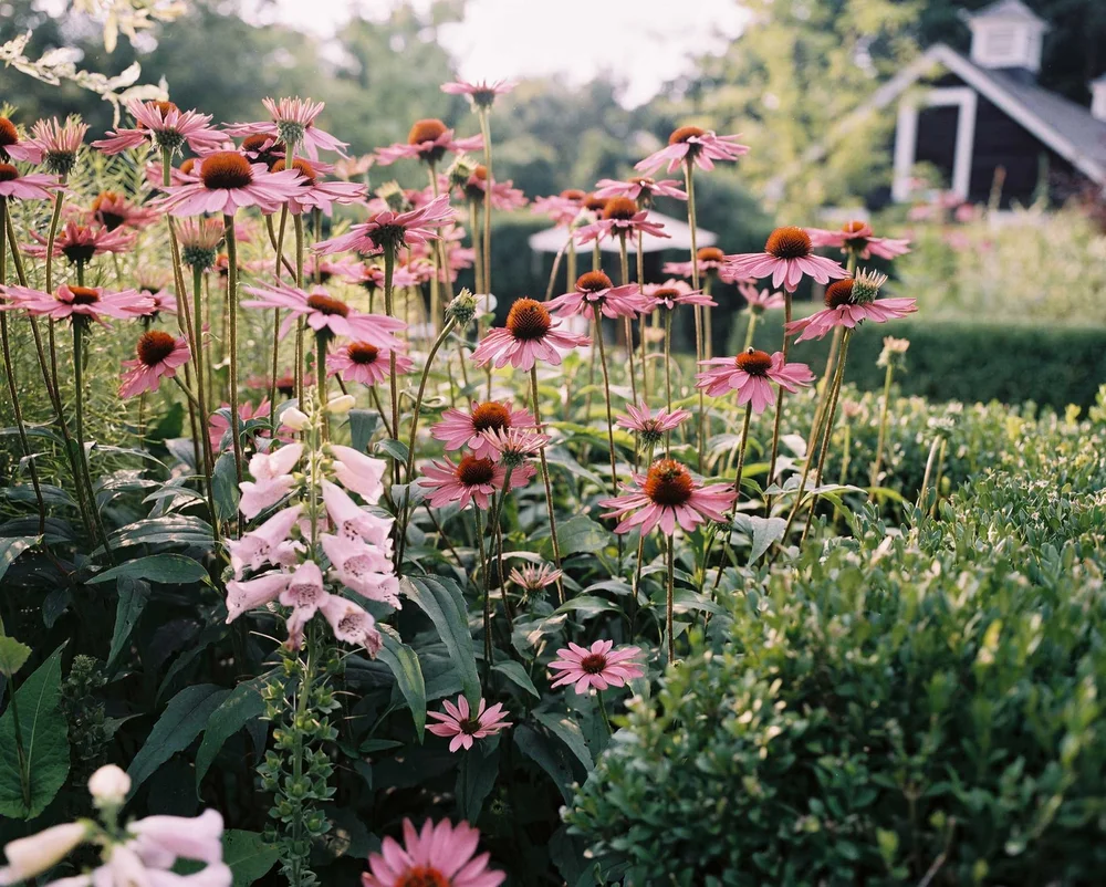 Nature's Nurture: In The Garden With Deborah Needleman — Lonny