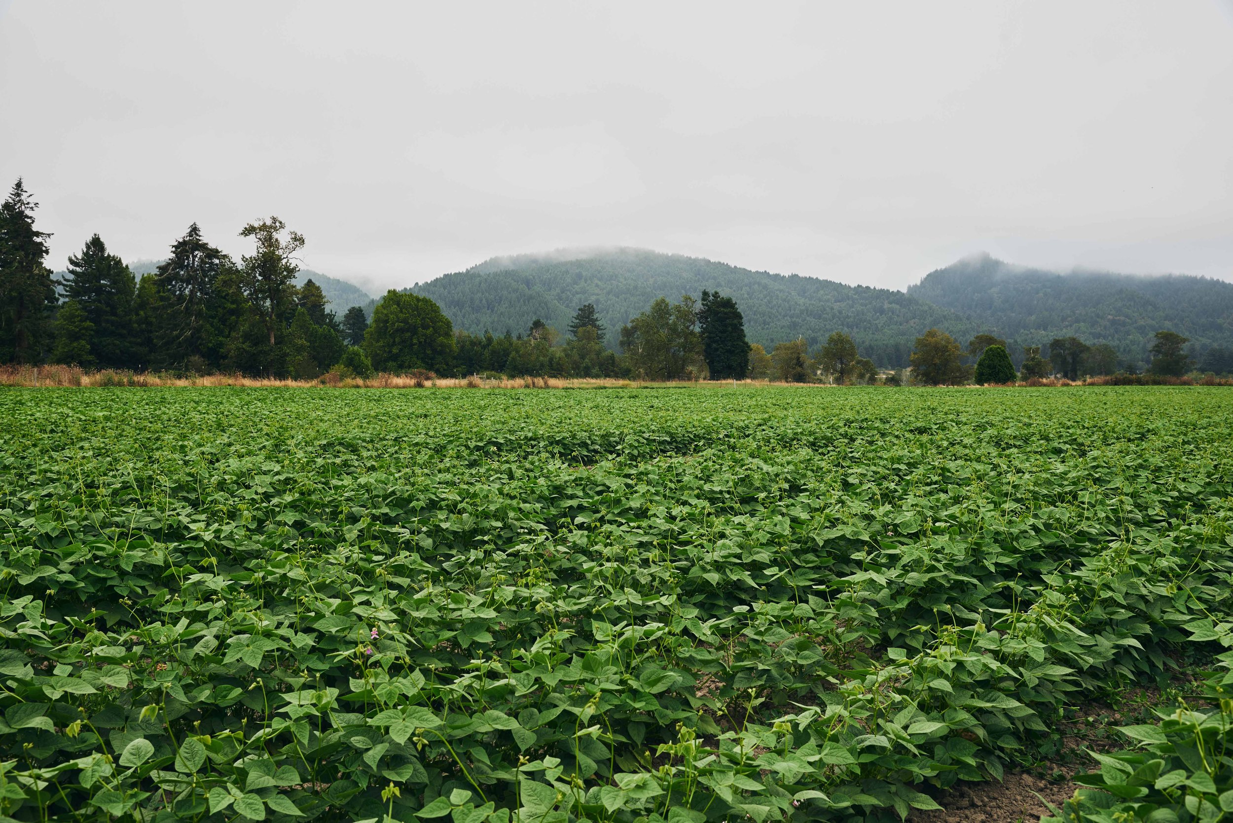A Brand to Know: Beanstory — Lonny