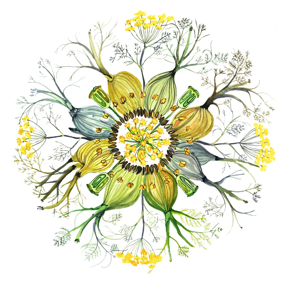 Fennel Plant Drawing