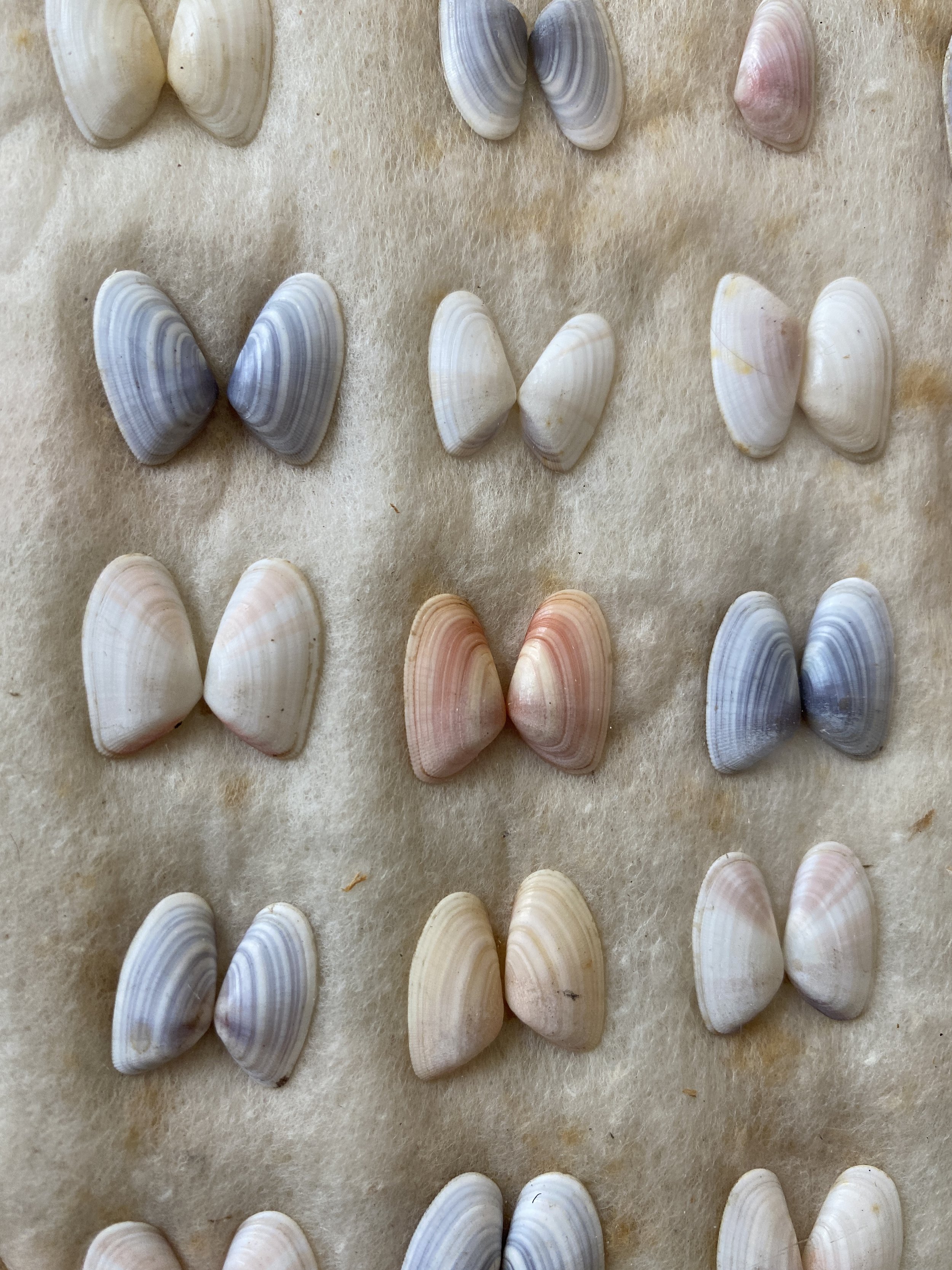 Coquina Clam