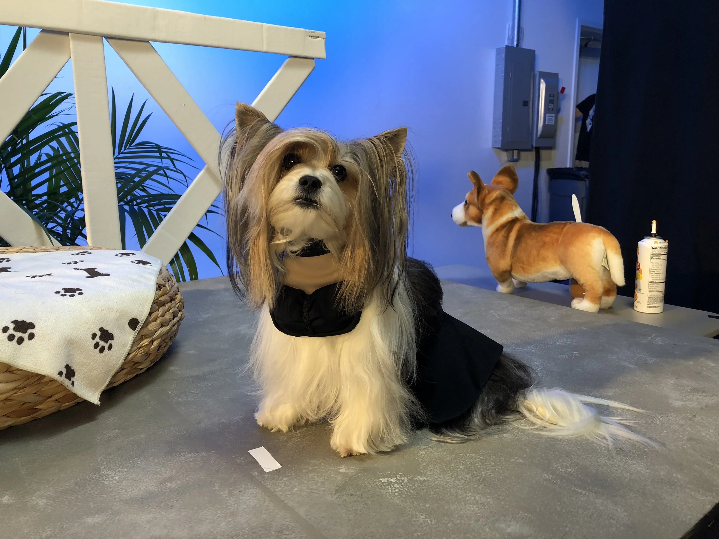 Dognerd Animal Talent Agency | Animal Actors, Casting, Production ...