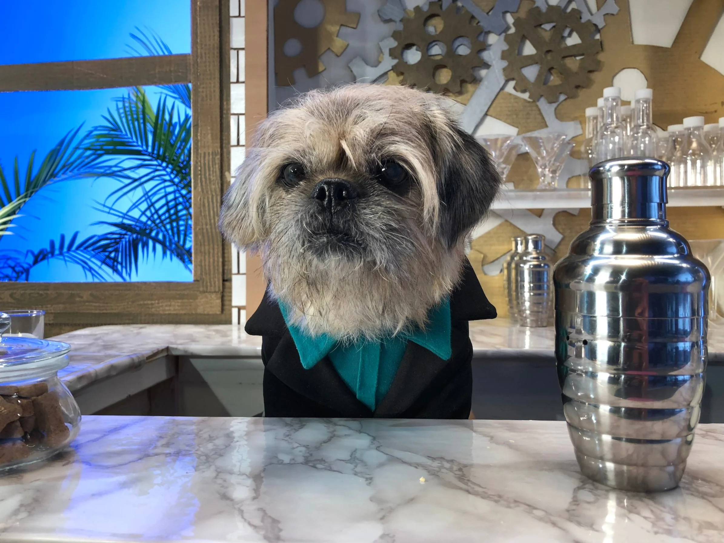 Dognerd Animal Talent Agency | Animal Actors, Casting, Production ...