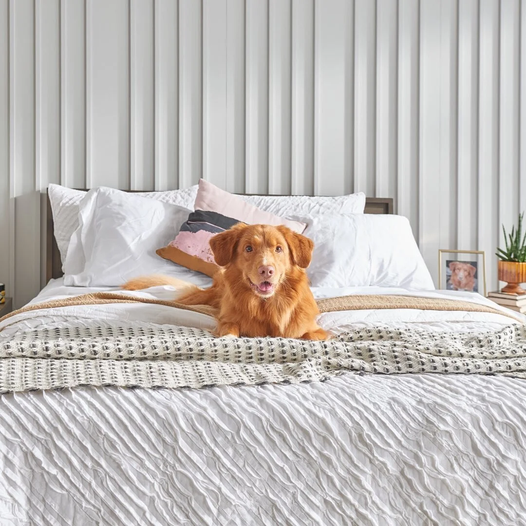 Dognerd Animal Talent Agency | Animal Actors, Casting, Production ...