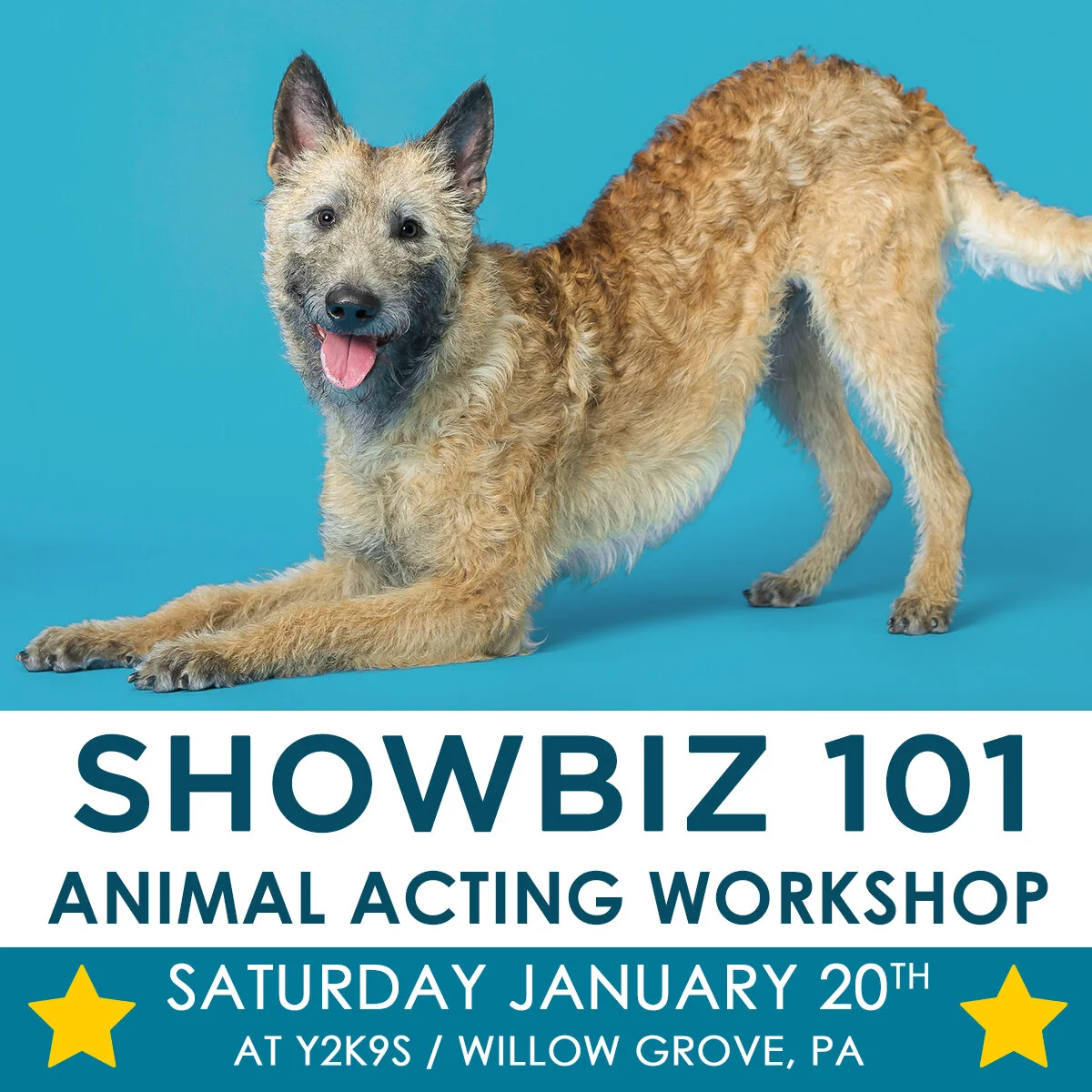 Dognerd Animal Talent Agency | Animal Actors, Casting, Production ...