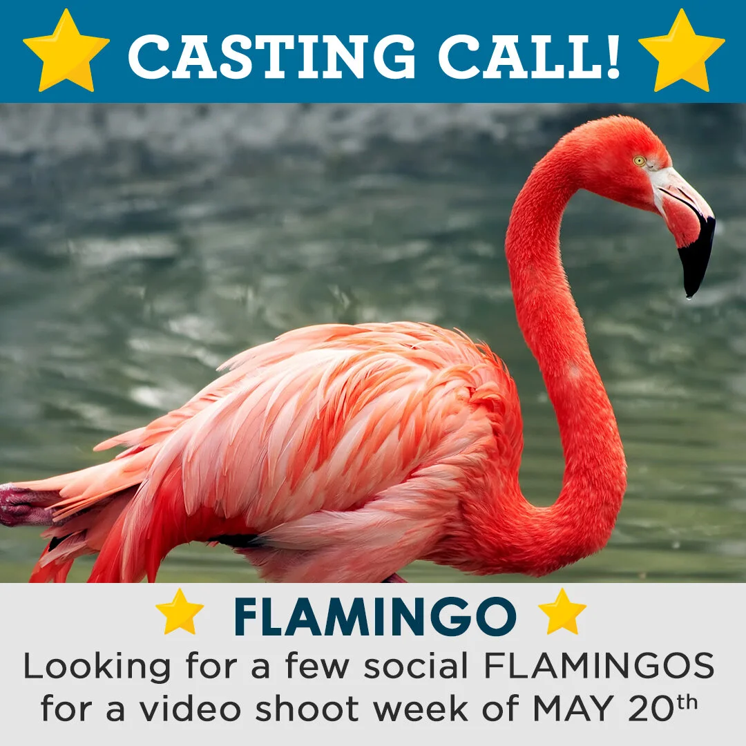 Dognerd Animal Talent Agency | Animal Actors, Casting, Production ...