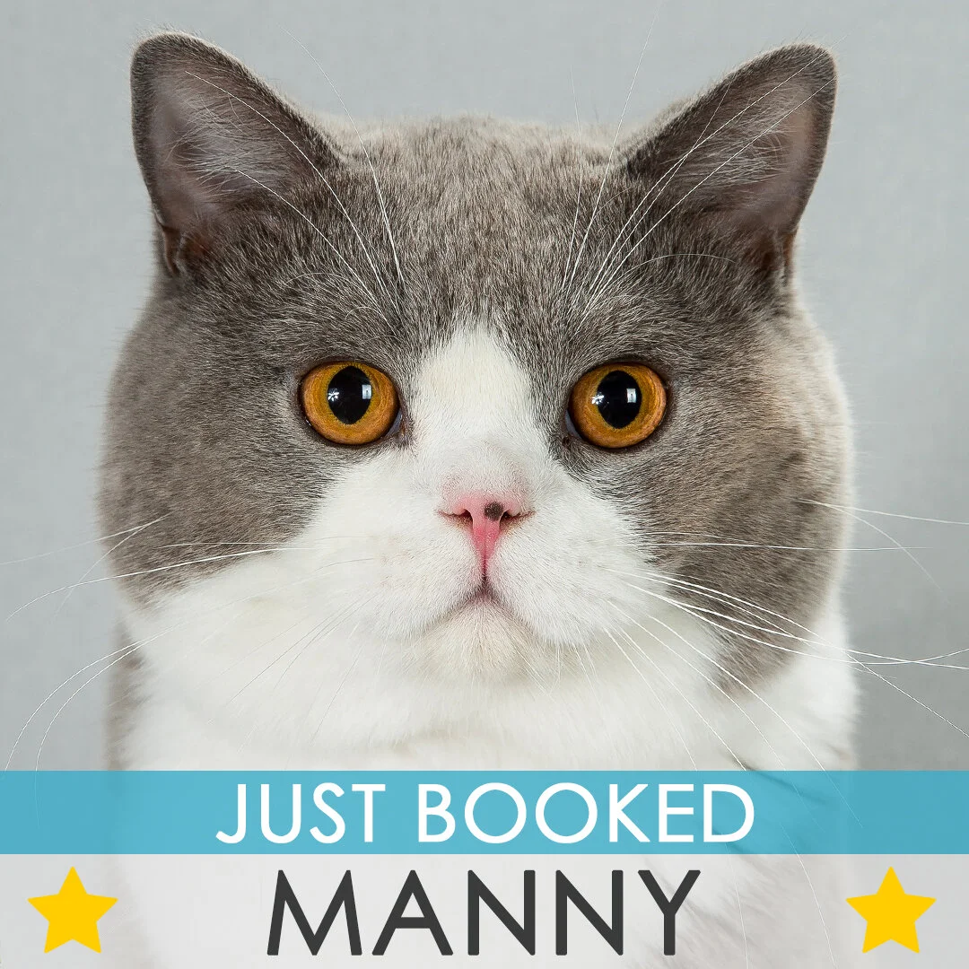 Dognerd Animal Talent Agency | Animal Actors, Casting, Production ...