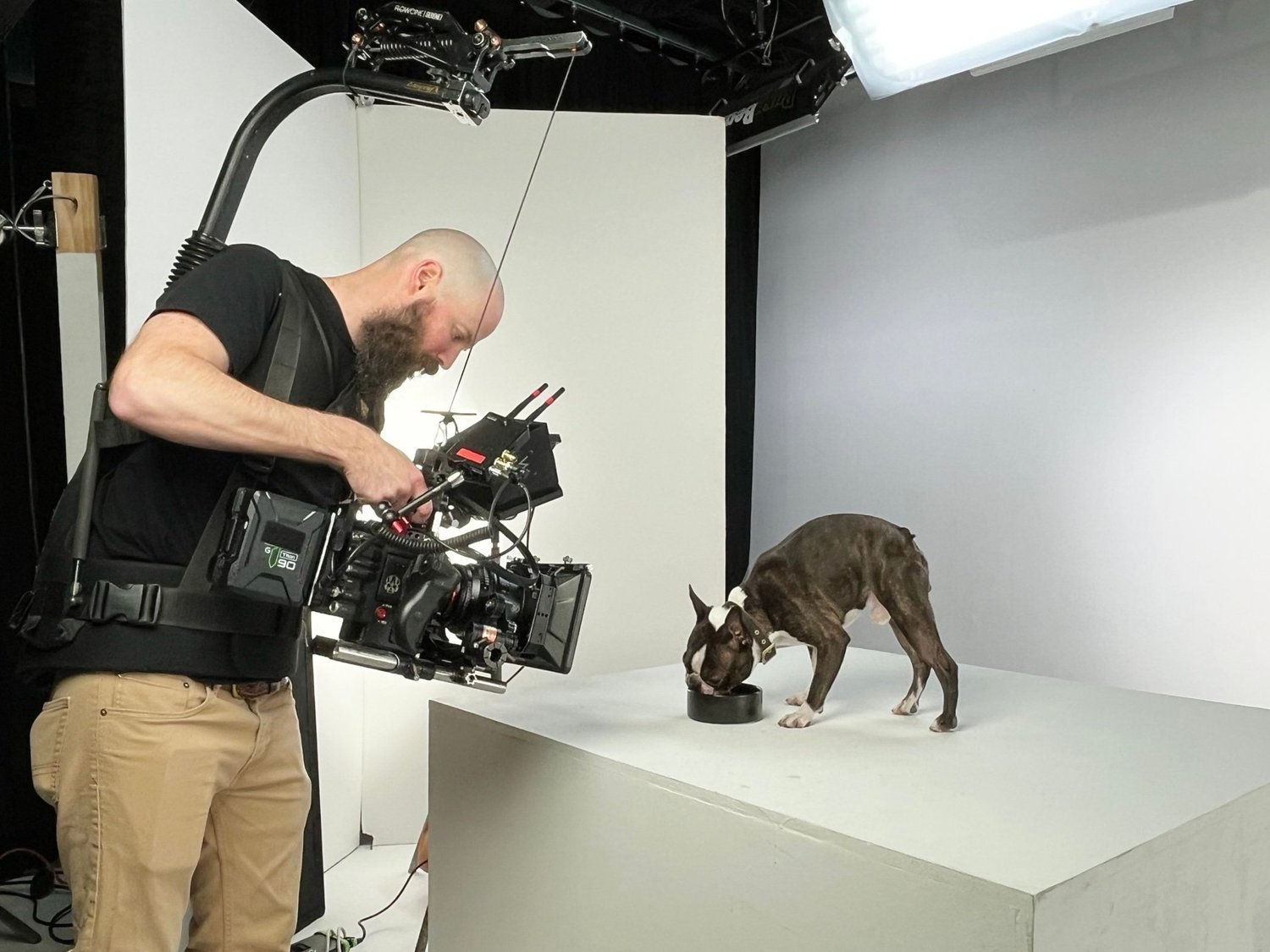 Trained Animal Actors Models for Advertising Film and Video shoots ...