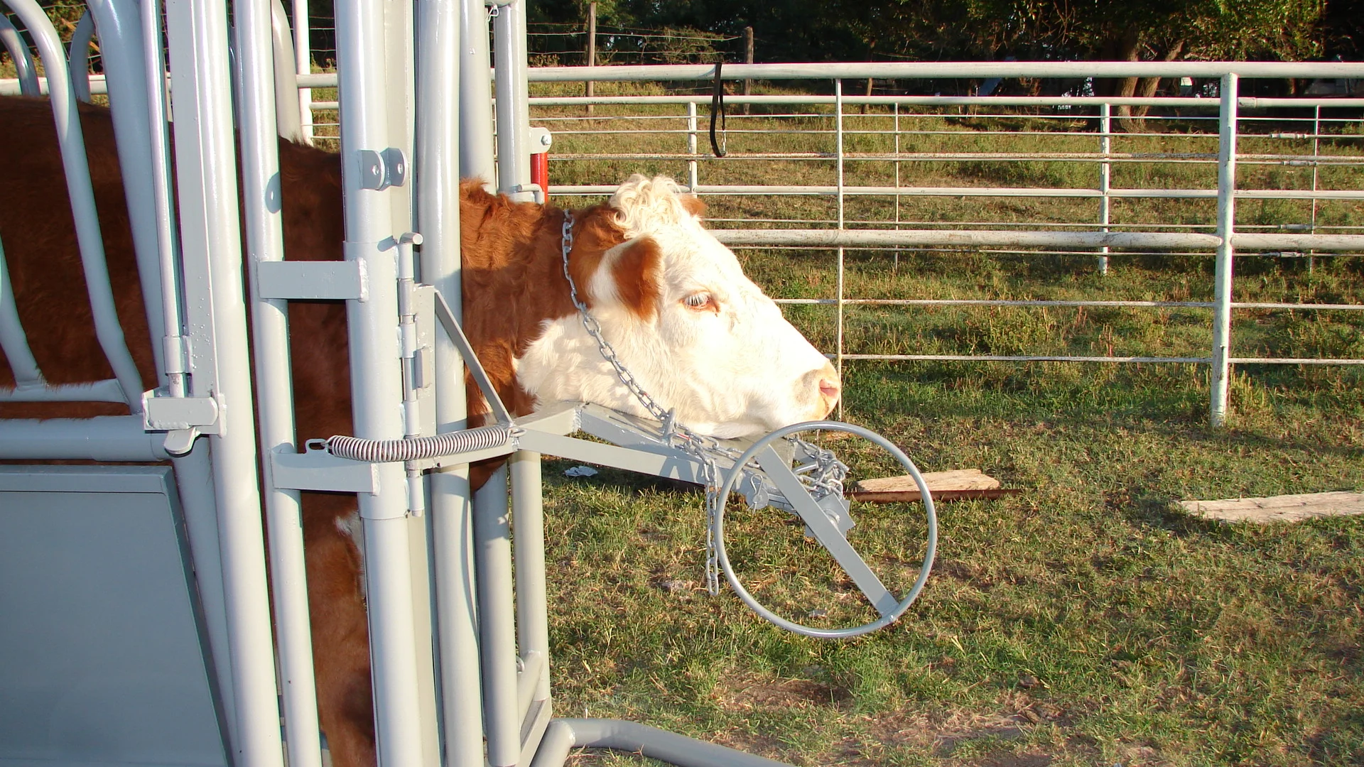 Regular Headgate — Filson Livestock Equipment