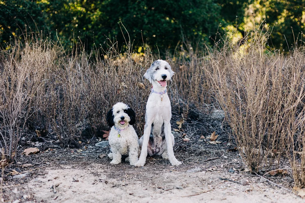 Pasadena: SoCal's Hidden Gem for Family Portraits — Rhea Ashlynn ...