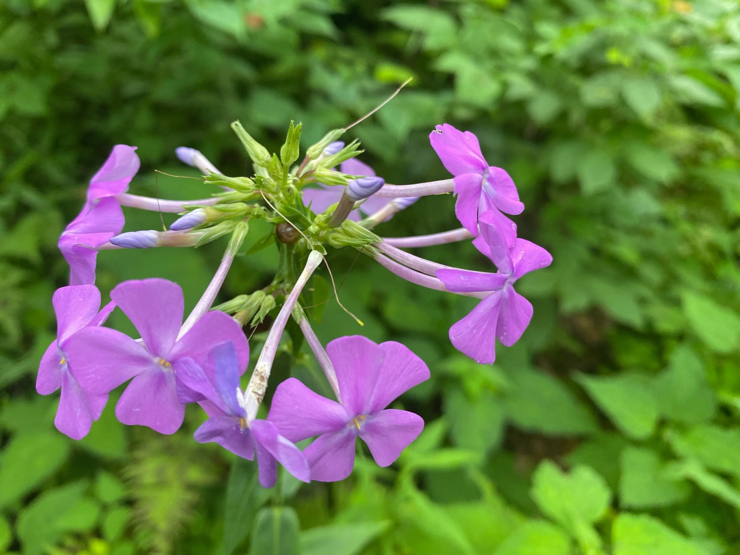 Standing Indian Loop - Lower Ridge, AT, Kimsey Creek — Grimace On The Trail
