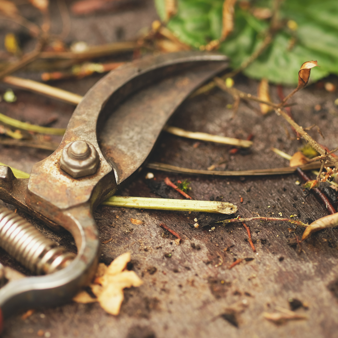 🕉HOLISTIC AWAKENINGS — 3SF