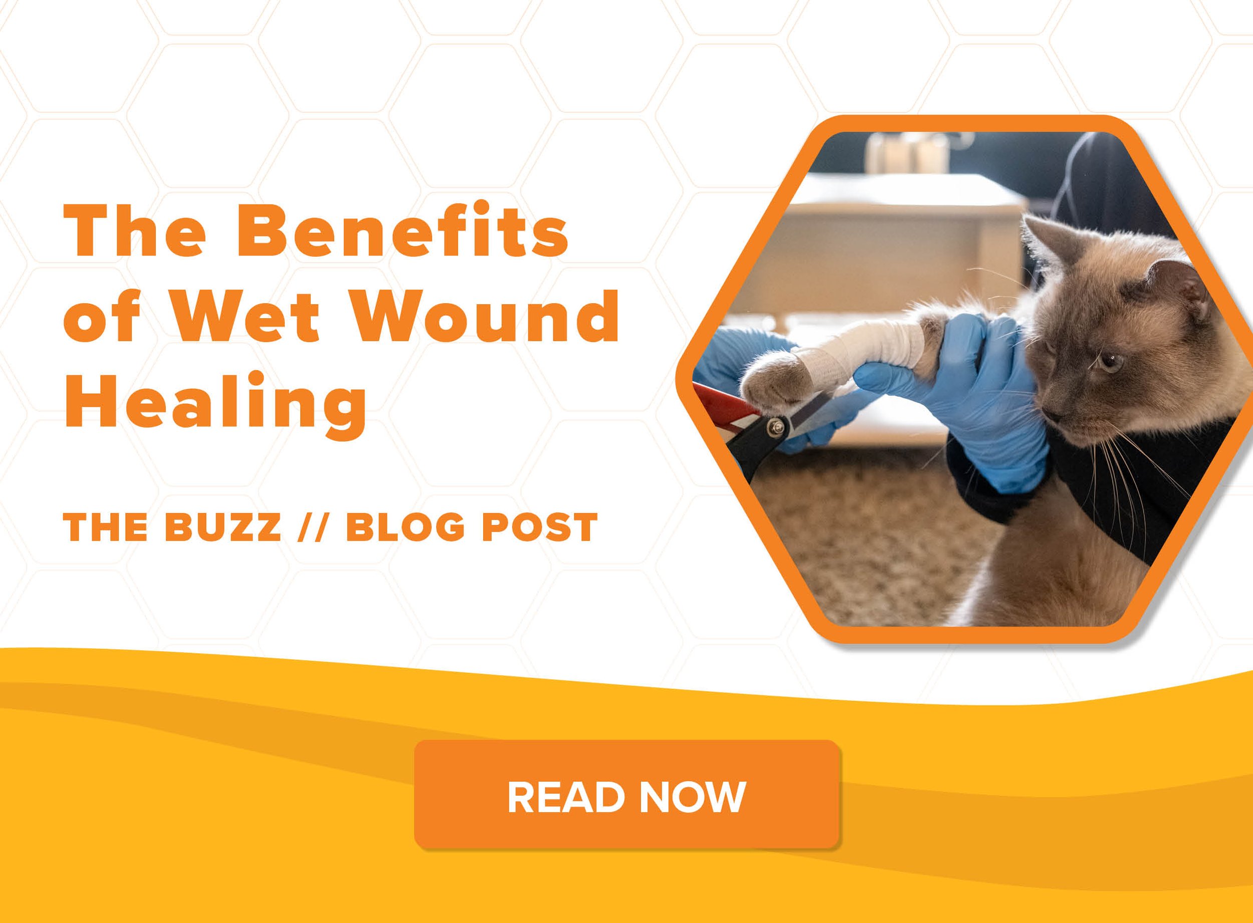HoneyCure - Natural Wound Care for Horses, Cats, and Dogs | EnBiologics