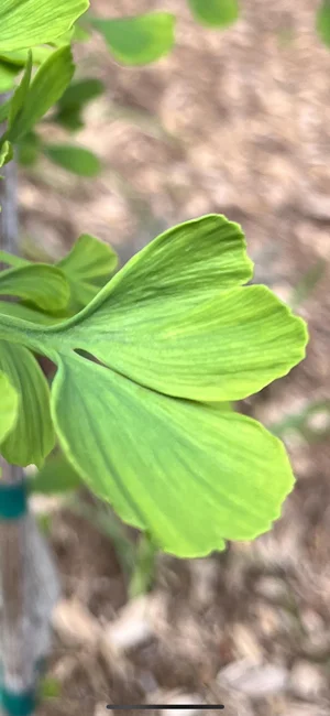 Ginkgo Biloba for Ocular Blood Flow — Luna's Herbal