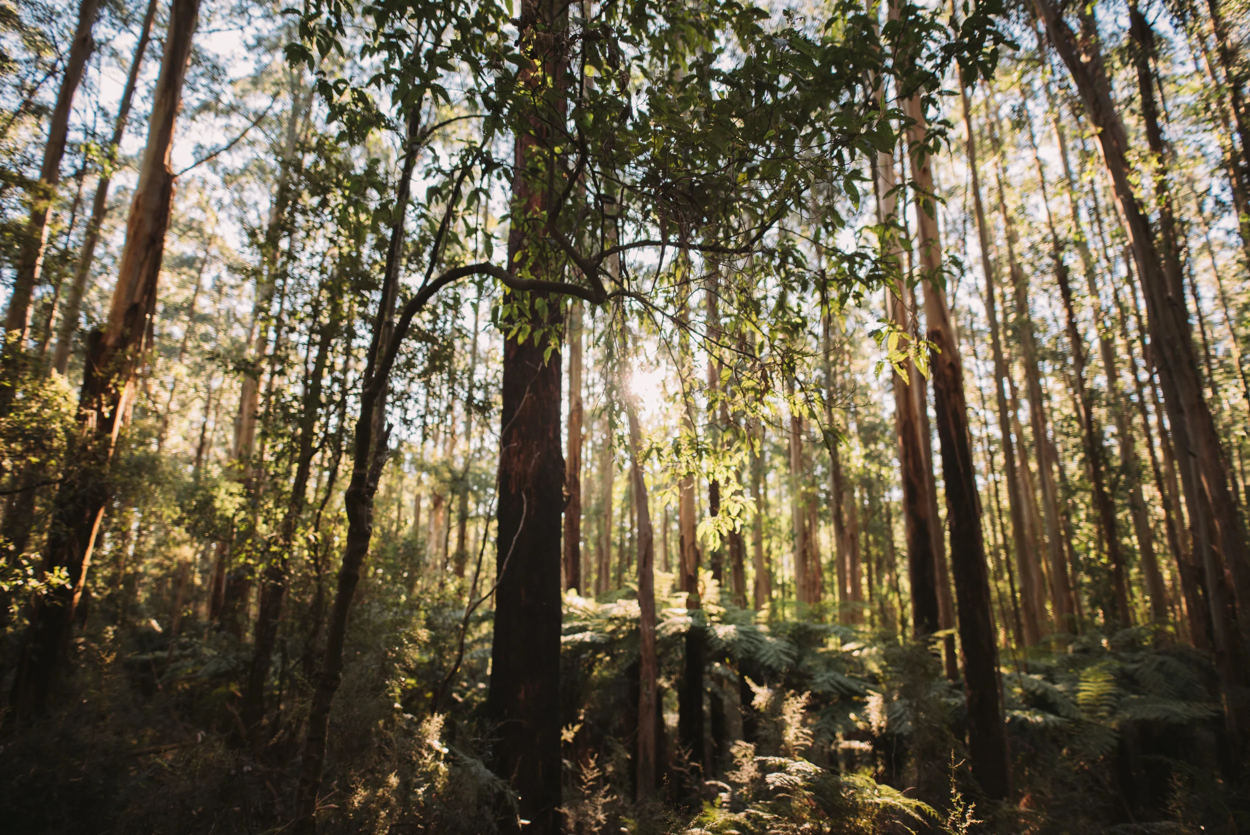 Dunlop Family — Danielle Monique